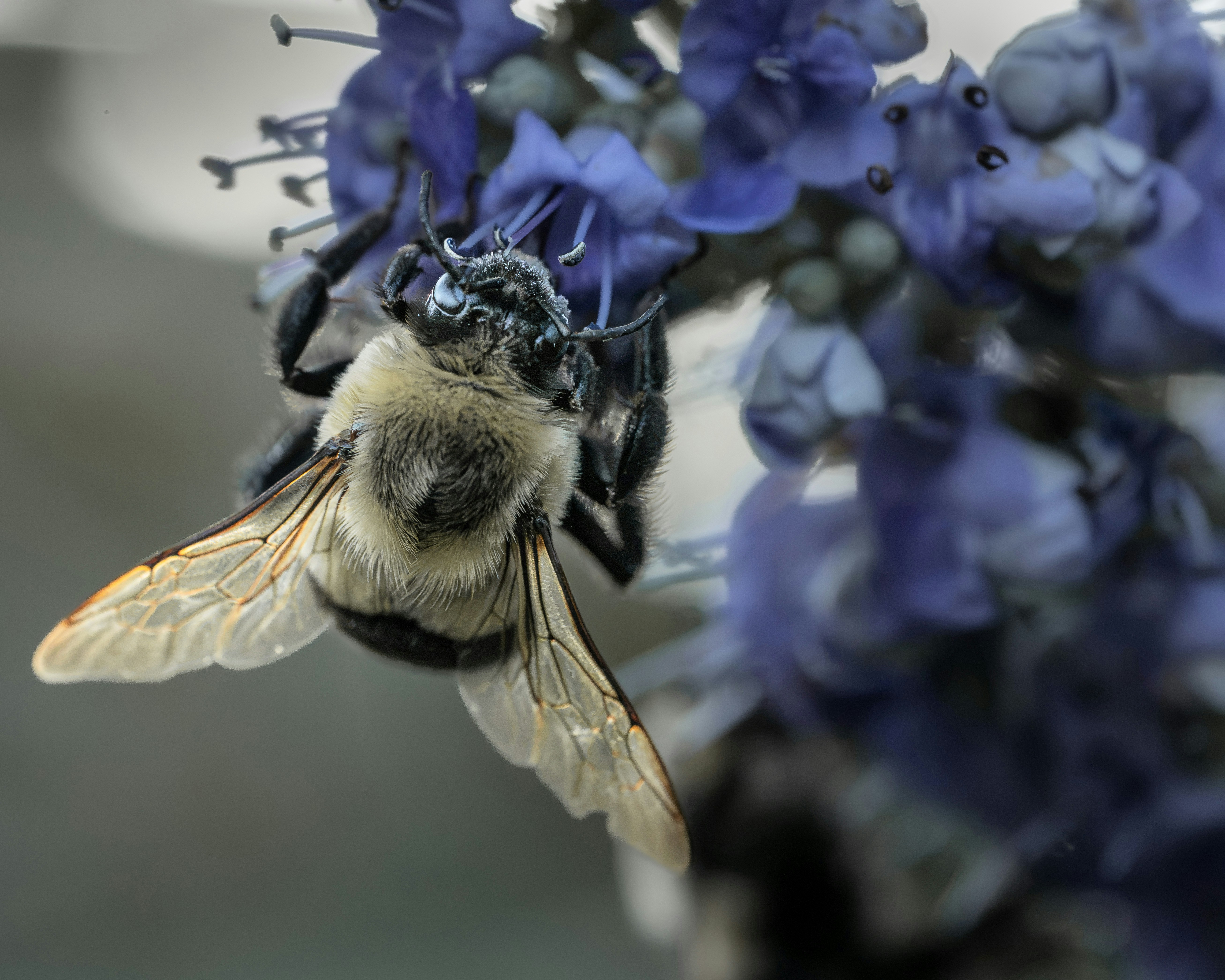 Buzzing Focus: The Bumblebee on Violet Bloom