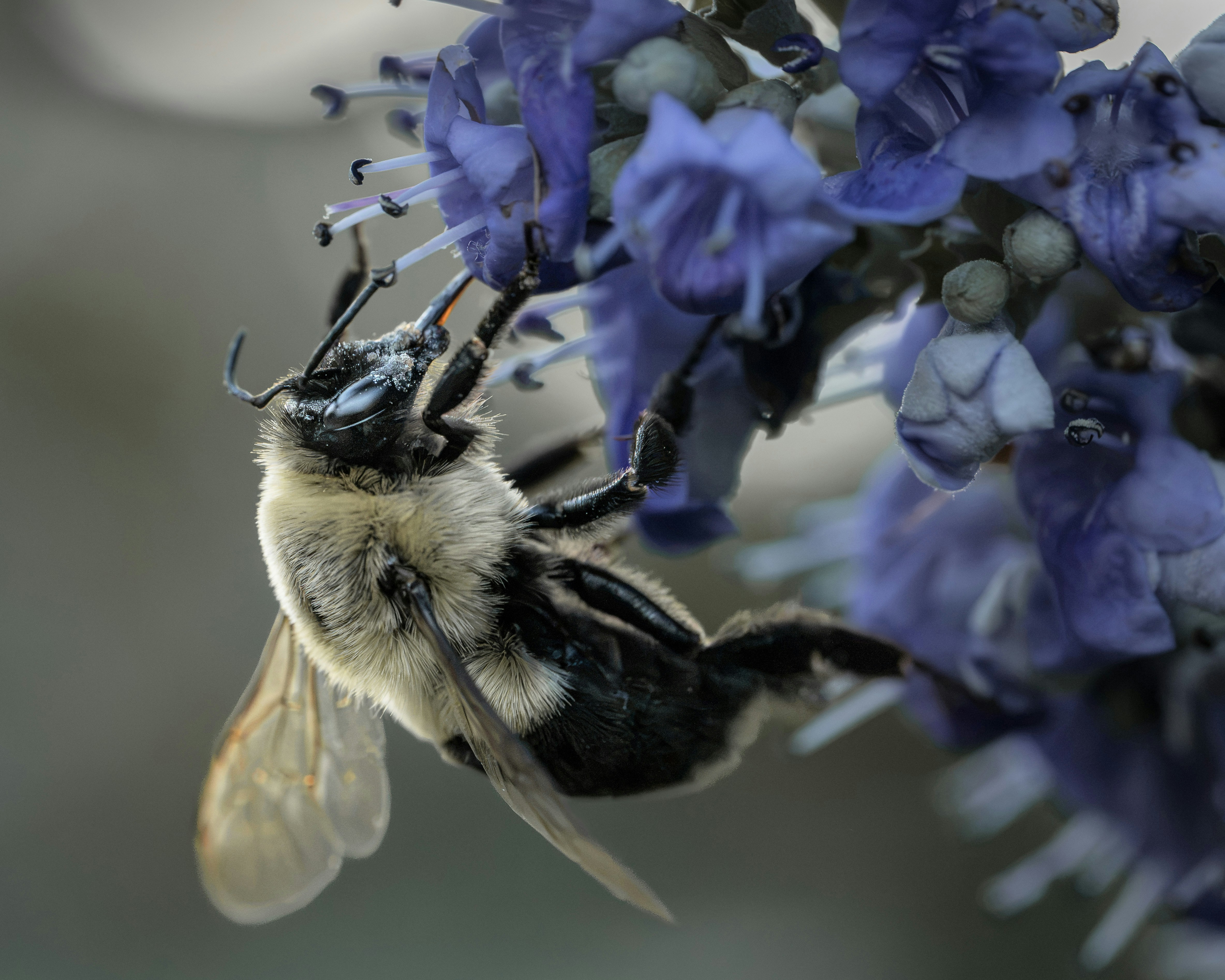 Detailed frontal macro portrait of a bumblebee clinging to purple flowers with its translucent wings spread.