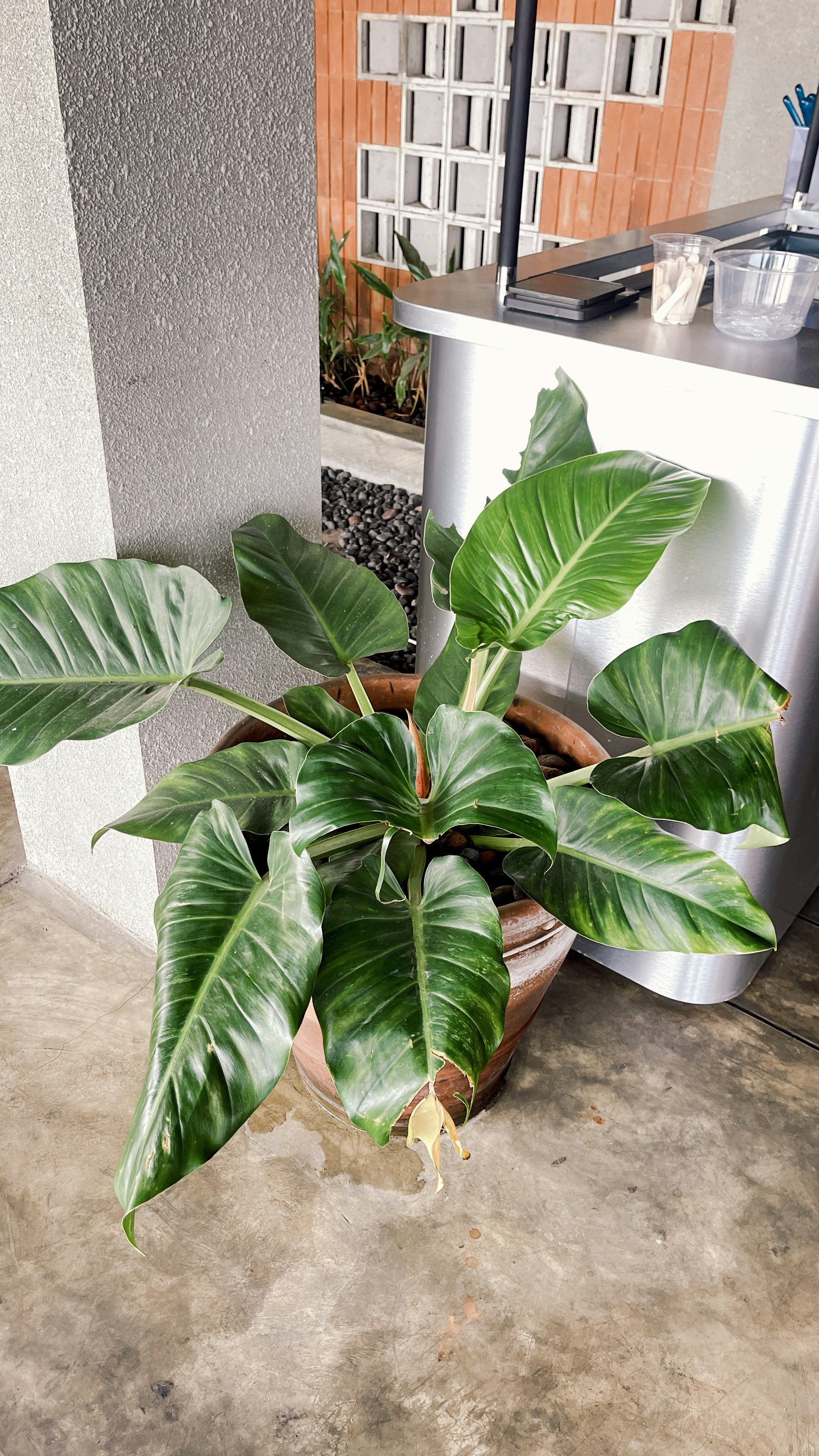 Planter Spotlight: A Broad-Leaf Greenery Nestled by Stainless Surface