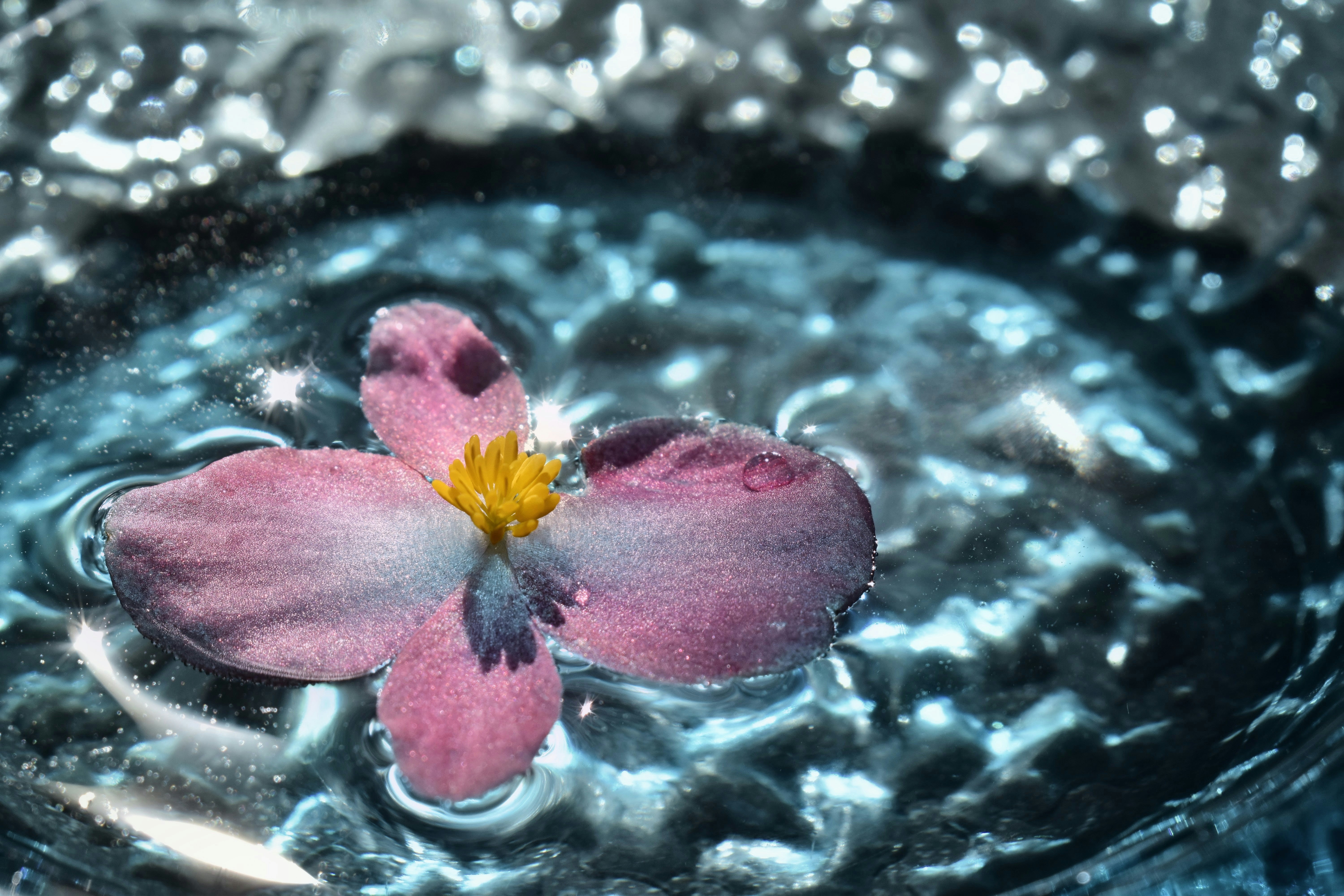 Pink blossom drifting in a rippling blue pool