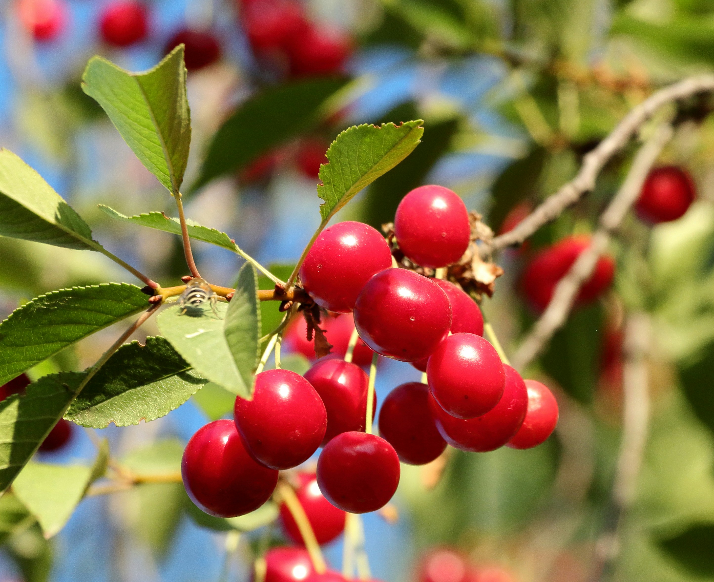 Vivid Cherry Bunch on Sunlit Branch