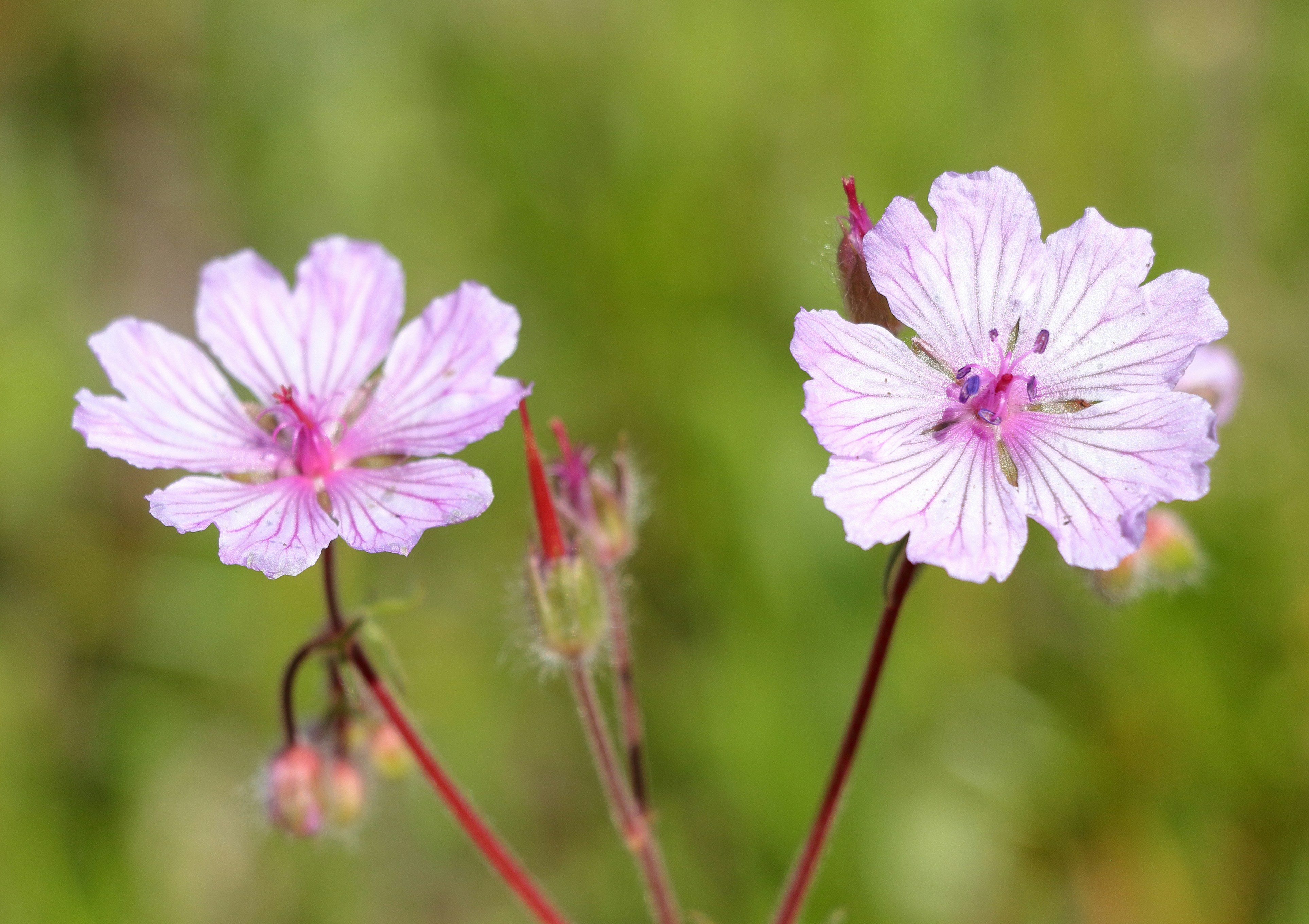Pink Florals in Soft Focus: Delicate Blooming Duo