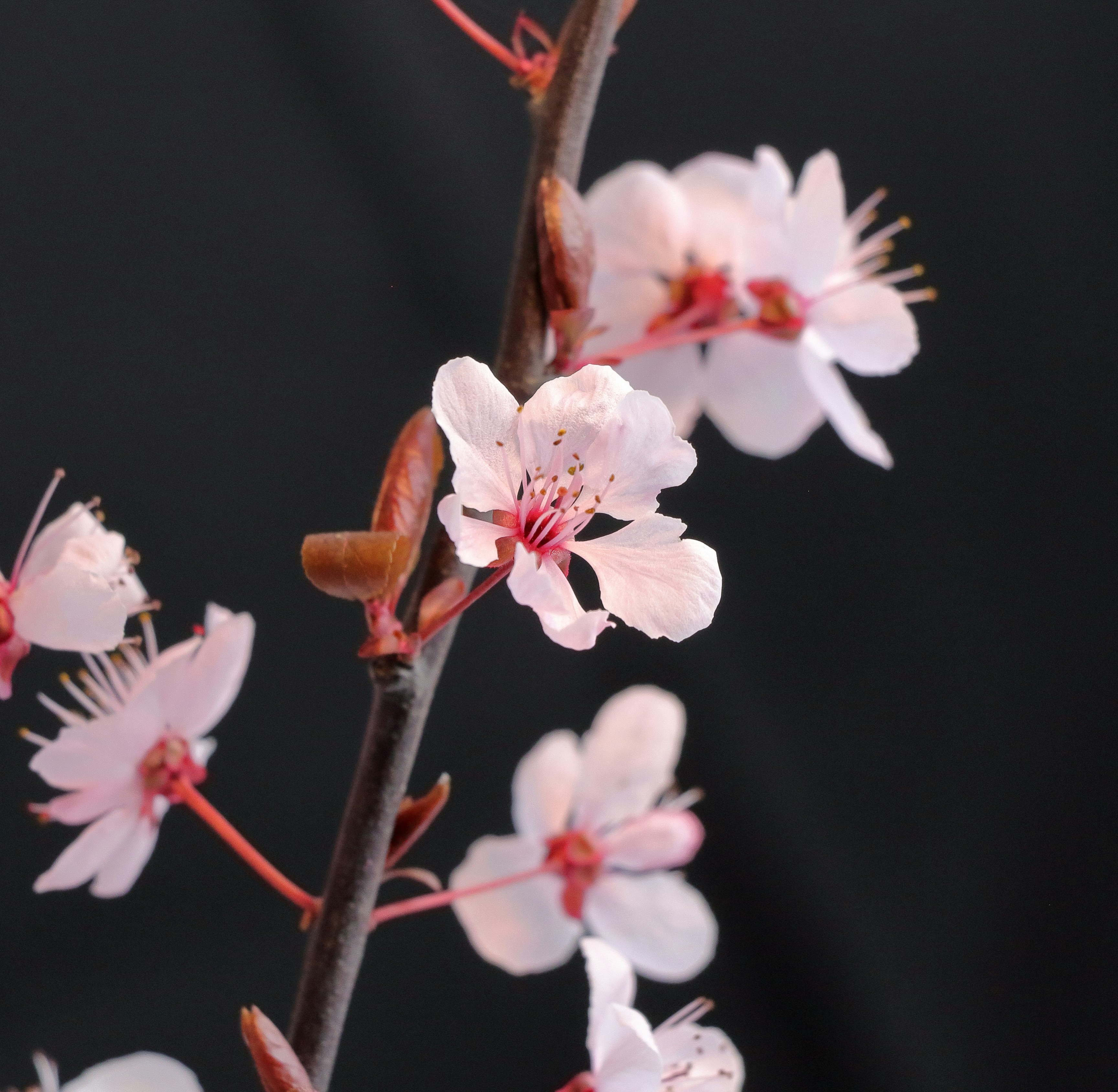 Blossom on a Quiet Stem: Delicate Pink Petals Against Night