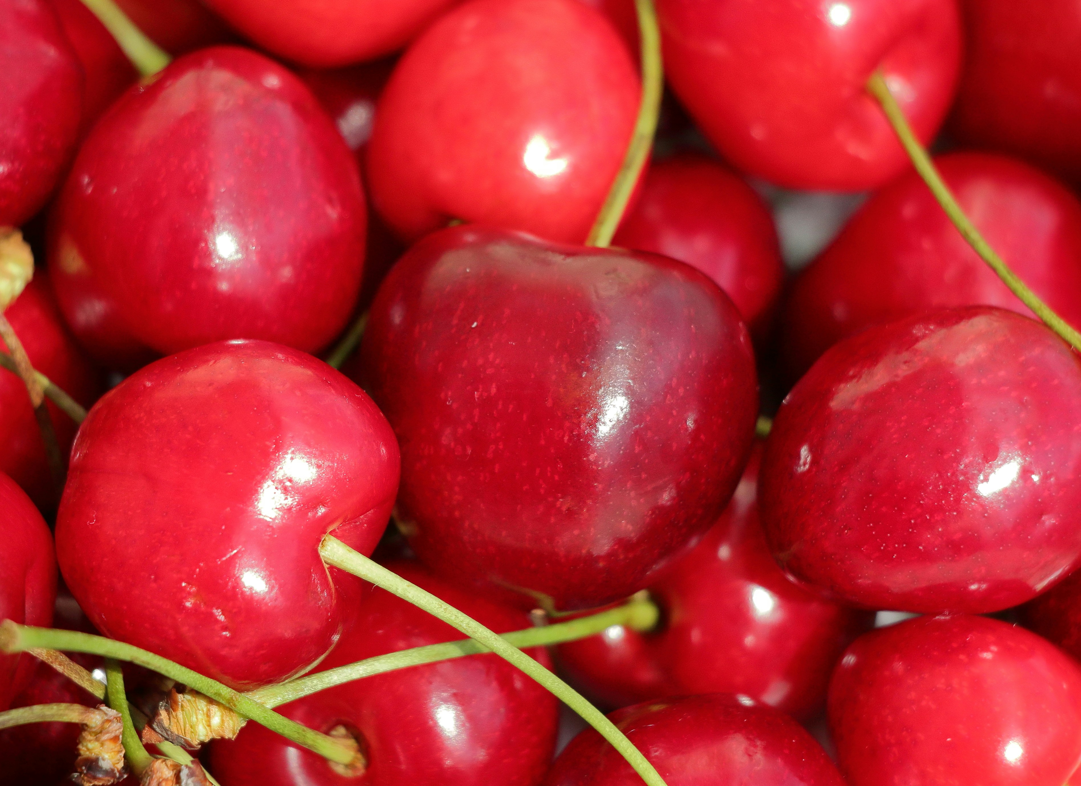 Scarlet Cherries: Close-Quarters Harvest
