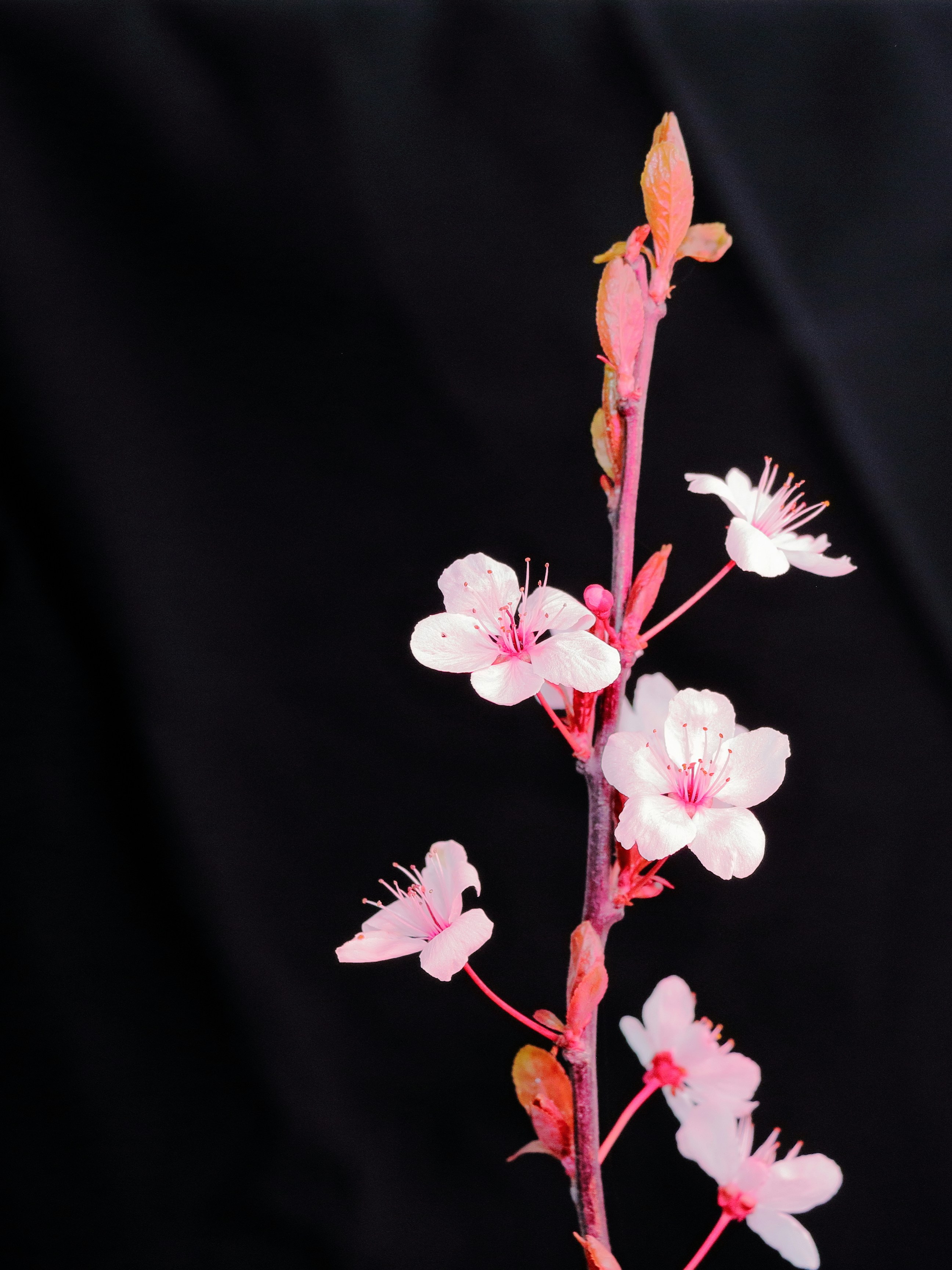 Blossoms on a Midnight Stem