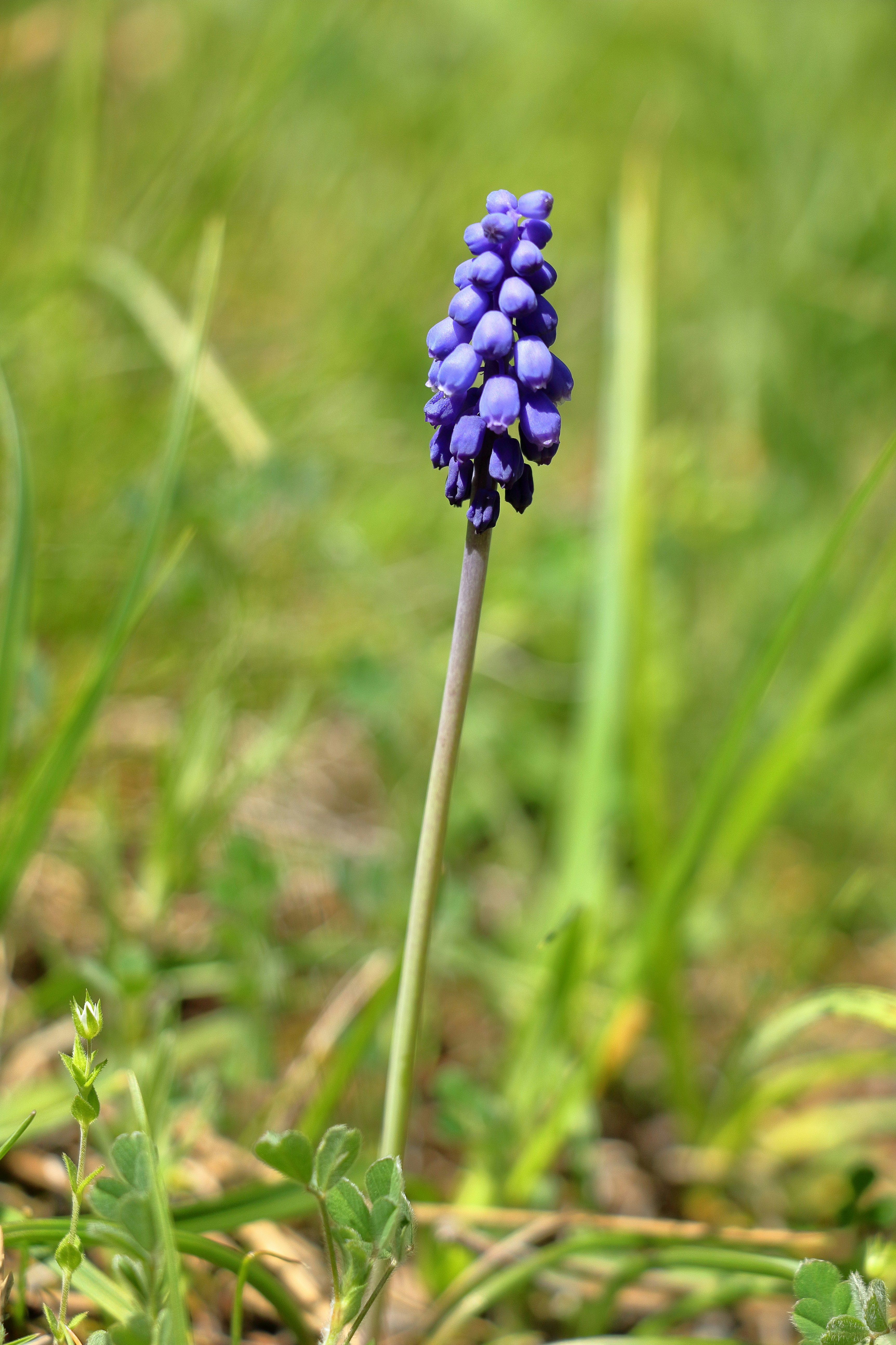 Grape-hydrangea Spike Uplifted in a Quiet Meadow