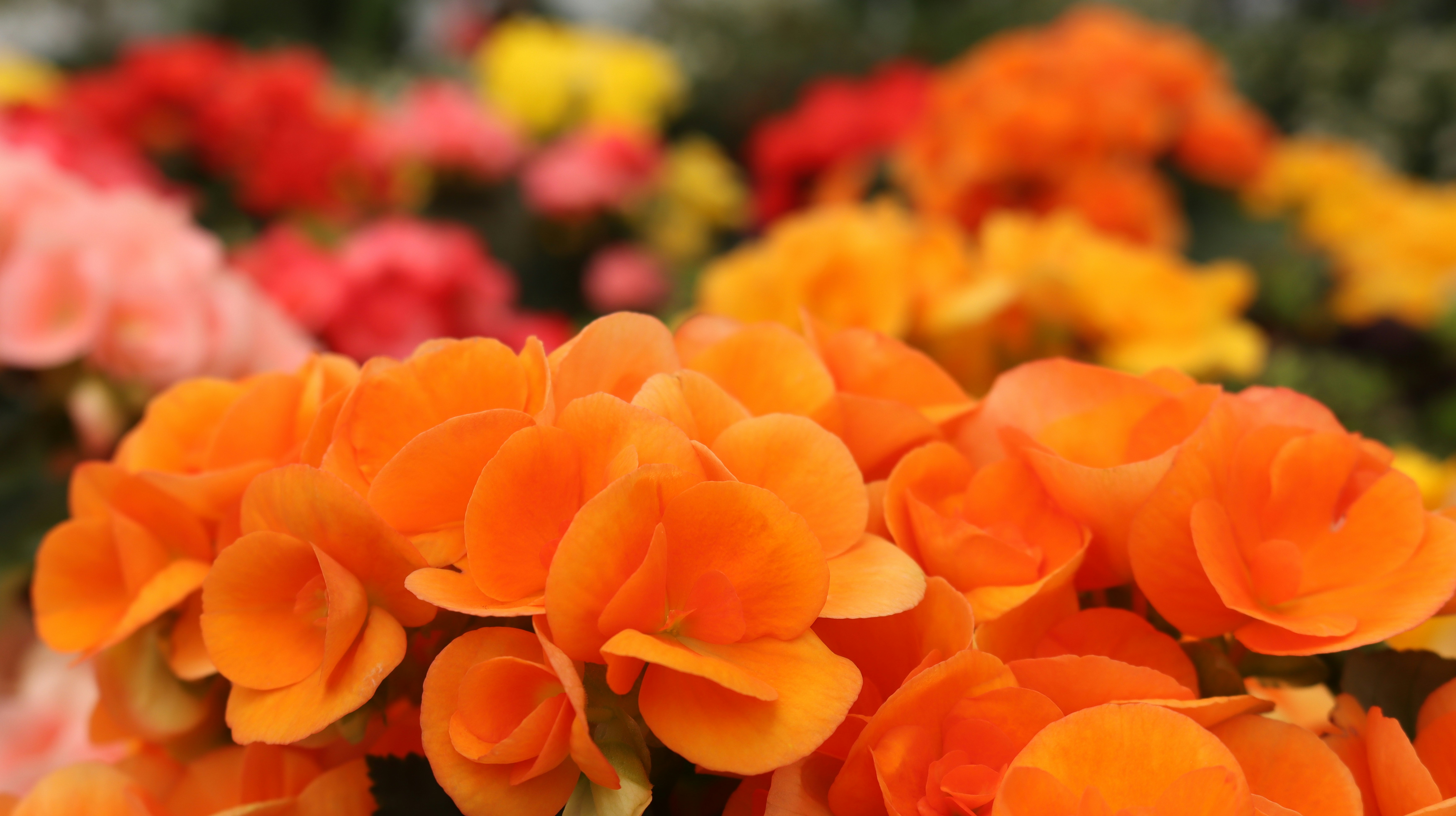 Sunlit Orange Petal Mosaic on a Floral Bed