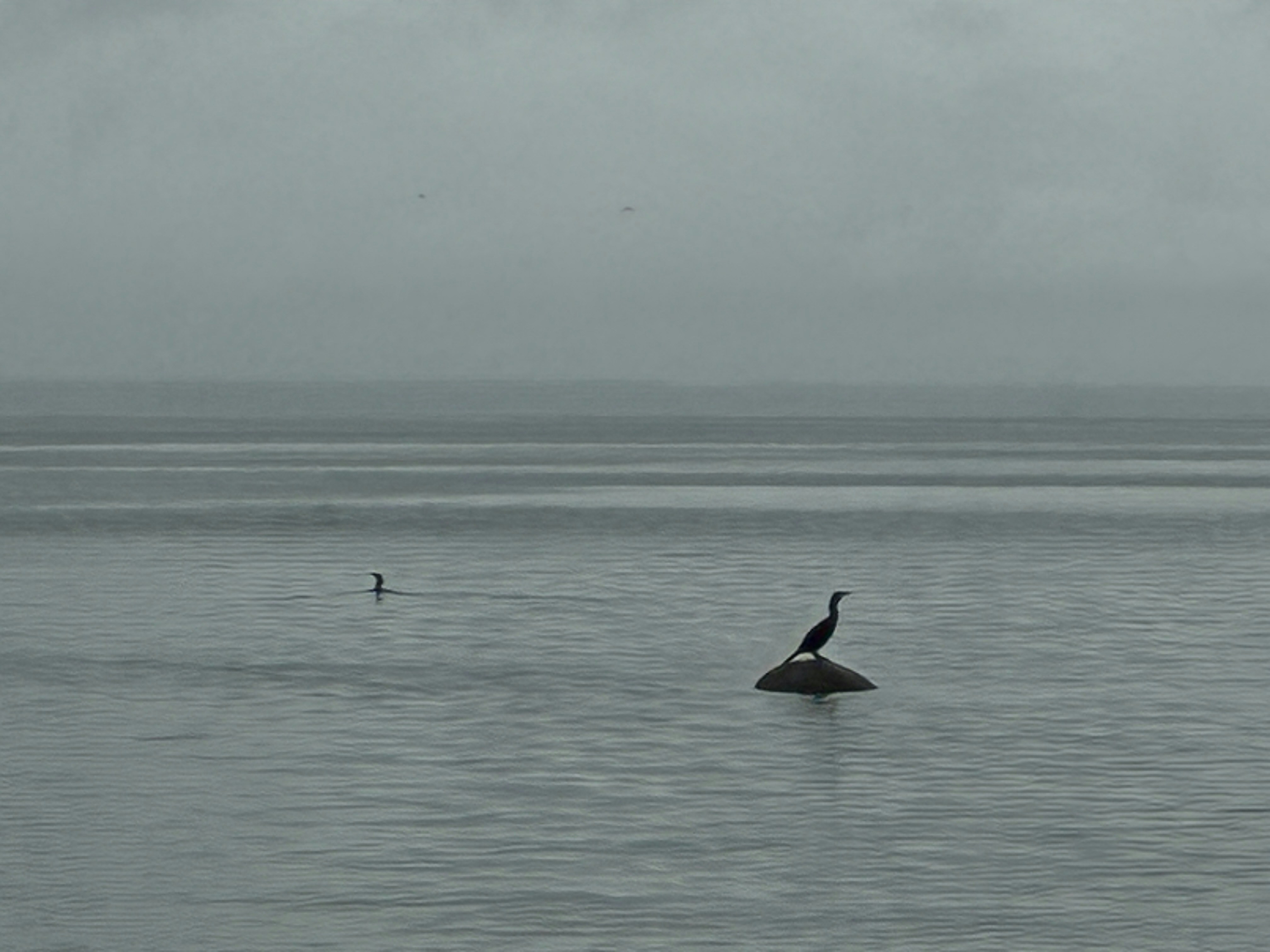 Quiet Horizon: A Pelican Sentinel on Calm Coastal Waters