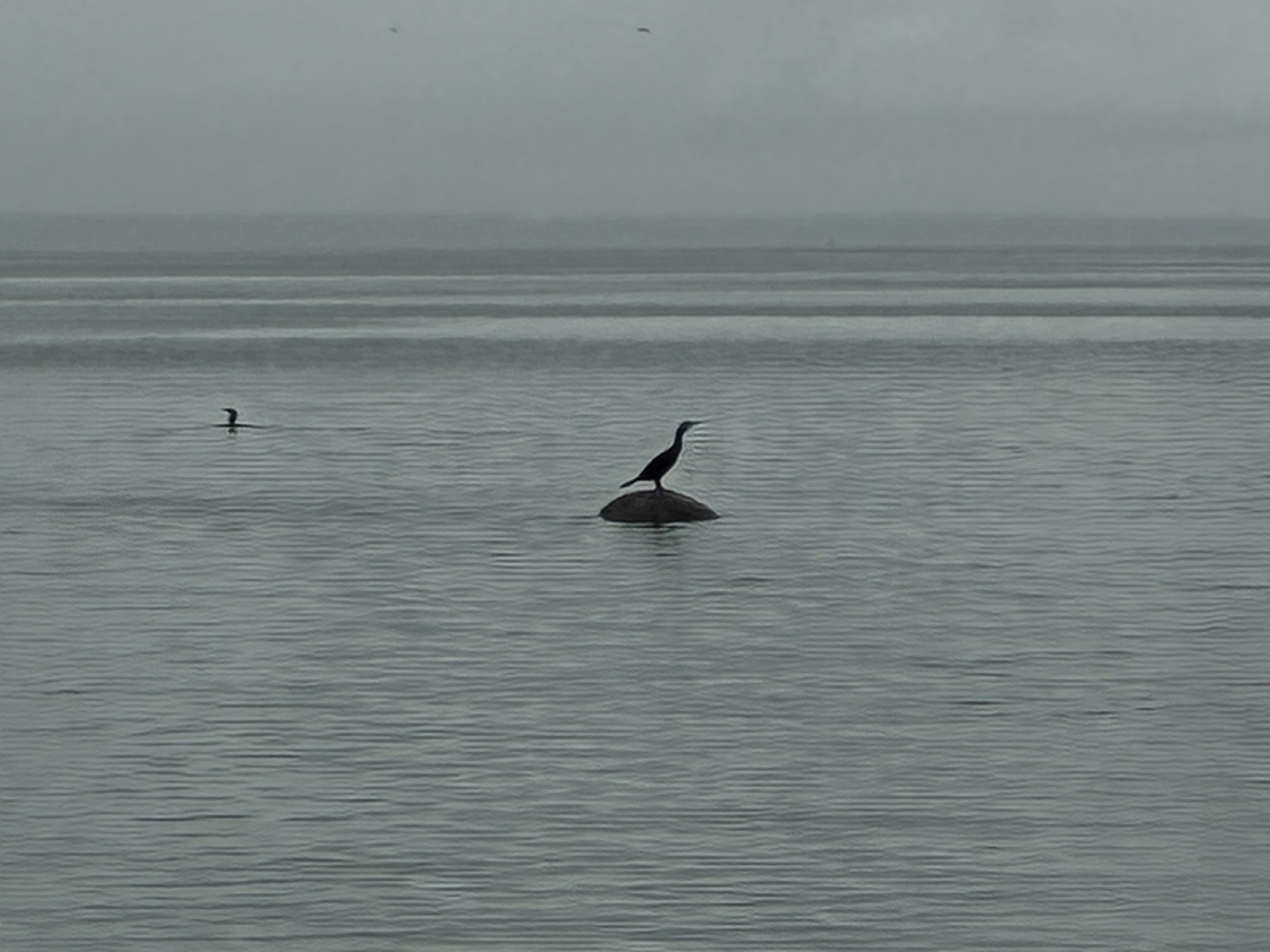 Tide Break: Solo Pelican Amid Quiet Horizon