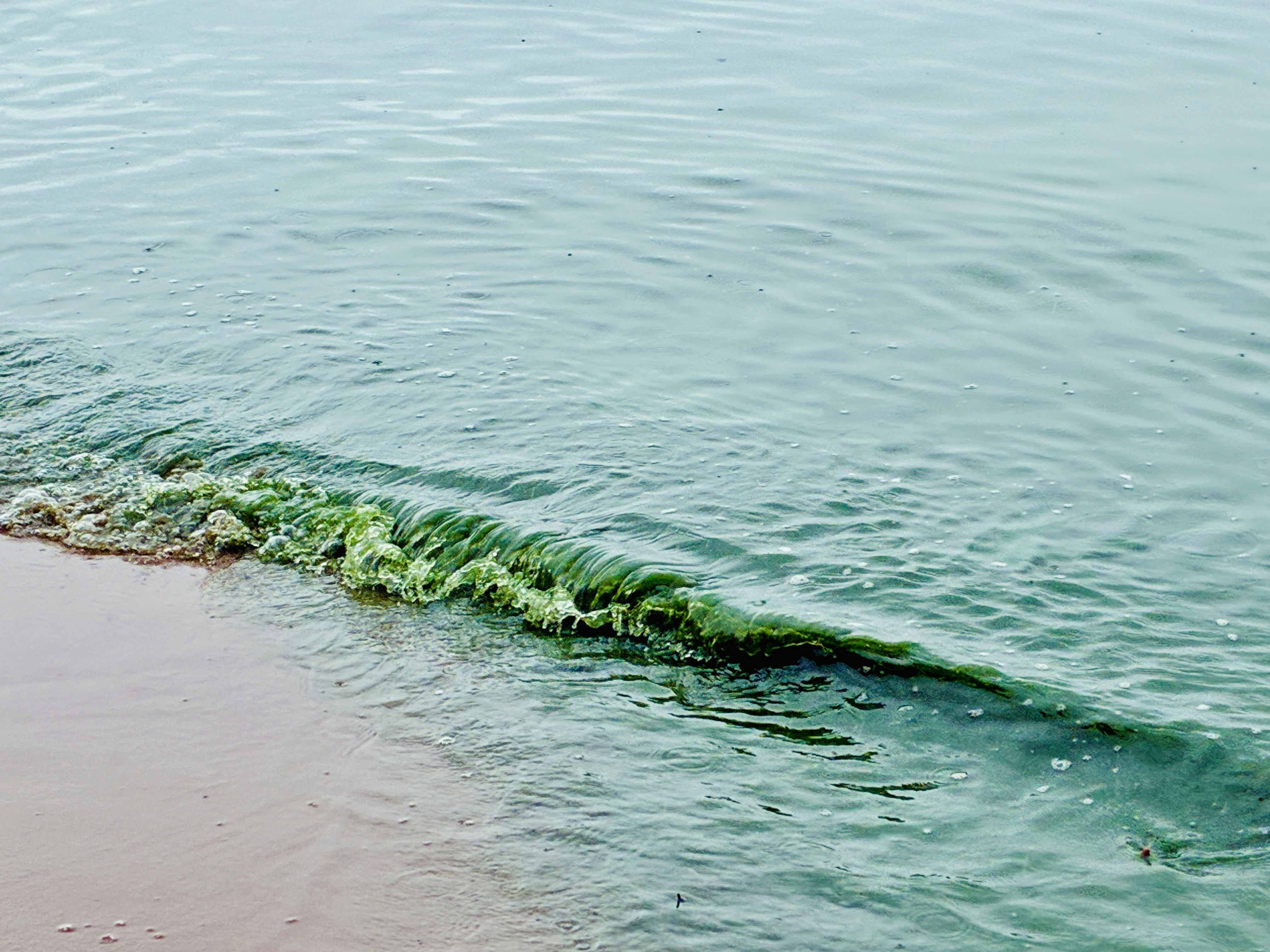 Green-tinged Breakers at the Quiet Edge of Shore