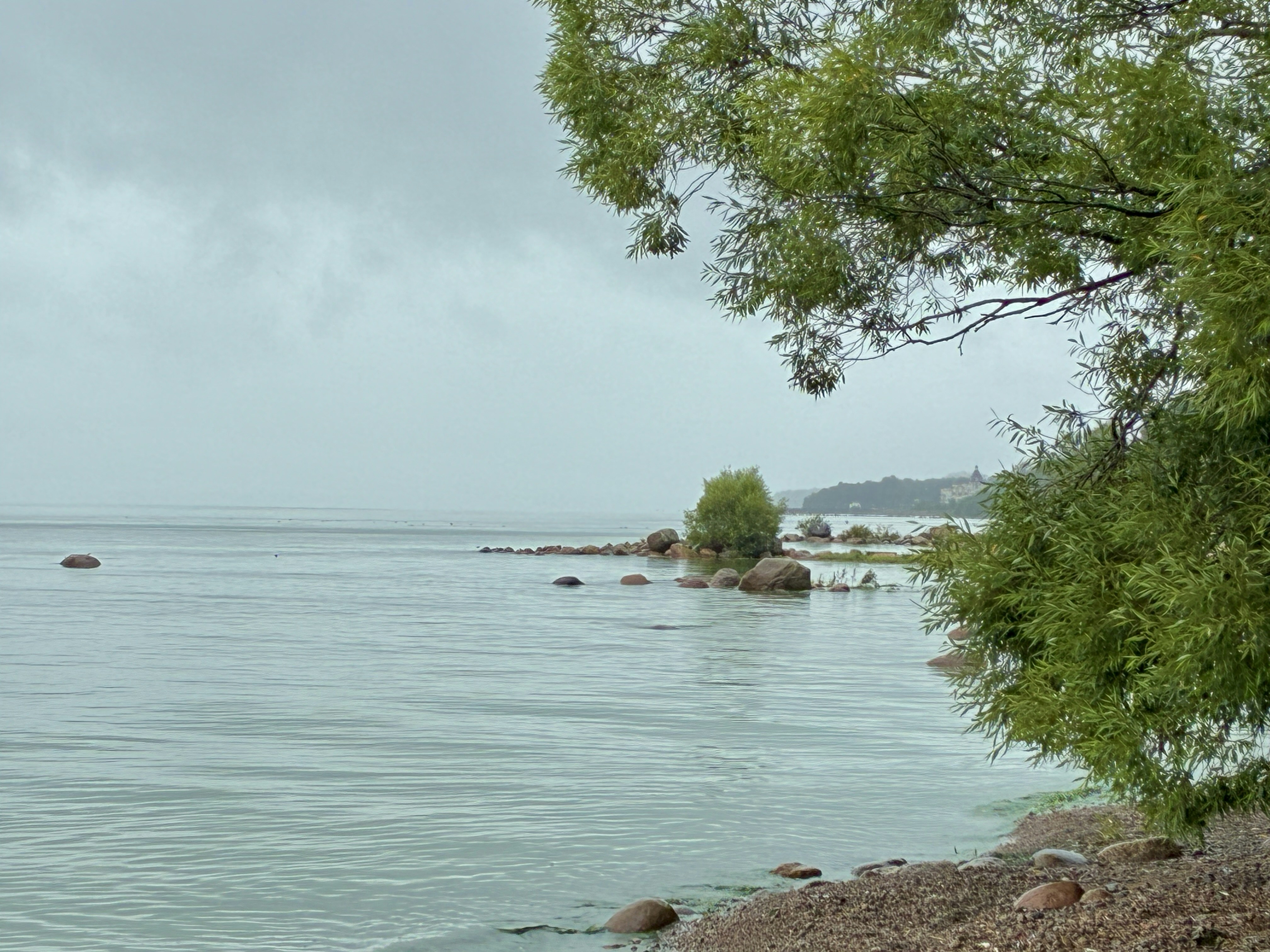Lakeside Calm: A Quiet Shore Beneath Overhanging Green