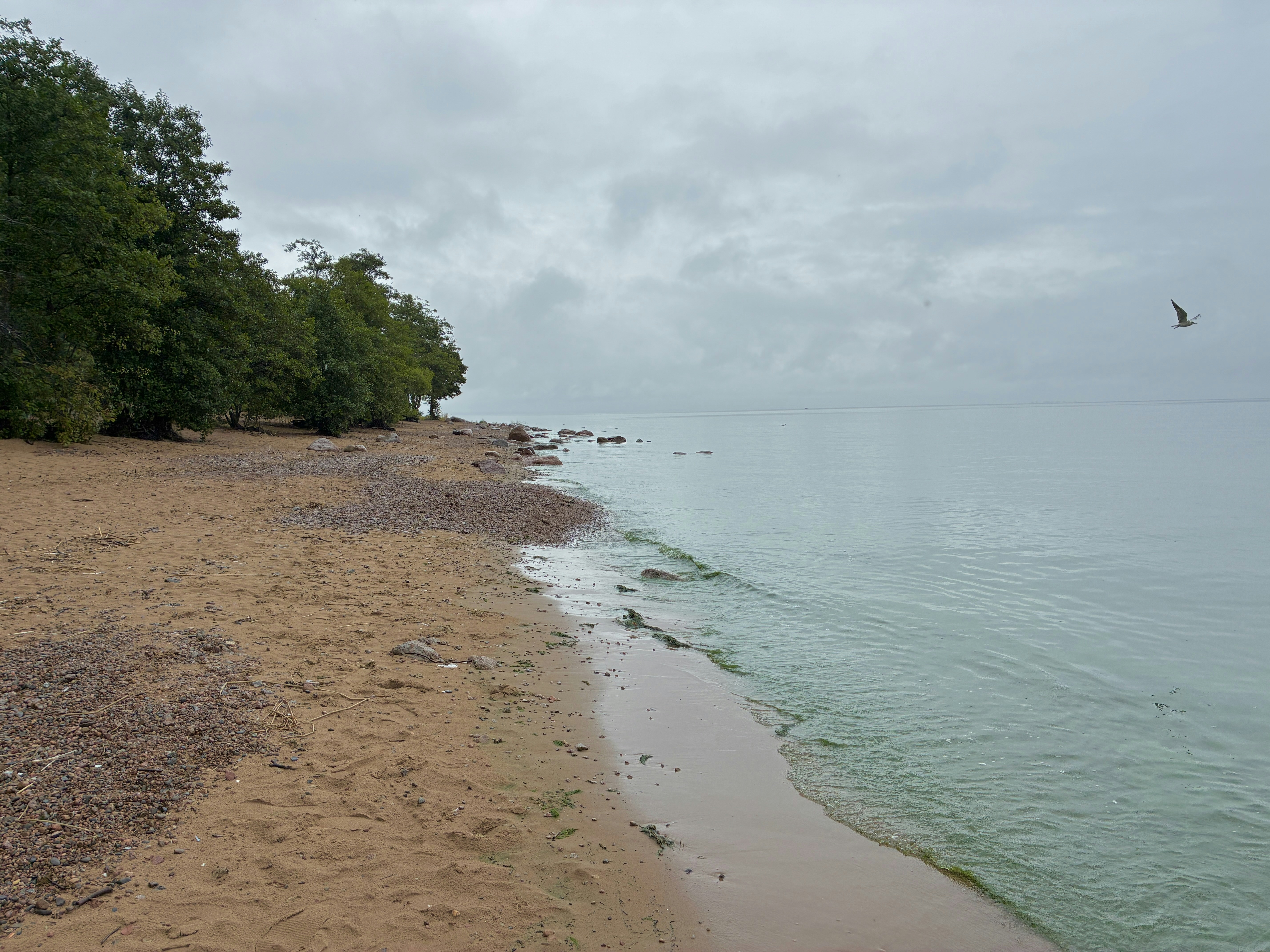 Edge of Quiet Waters: Sand, Sea, and Distant Trees