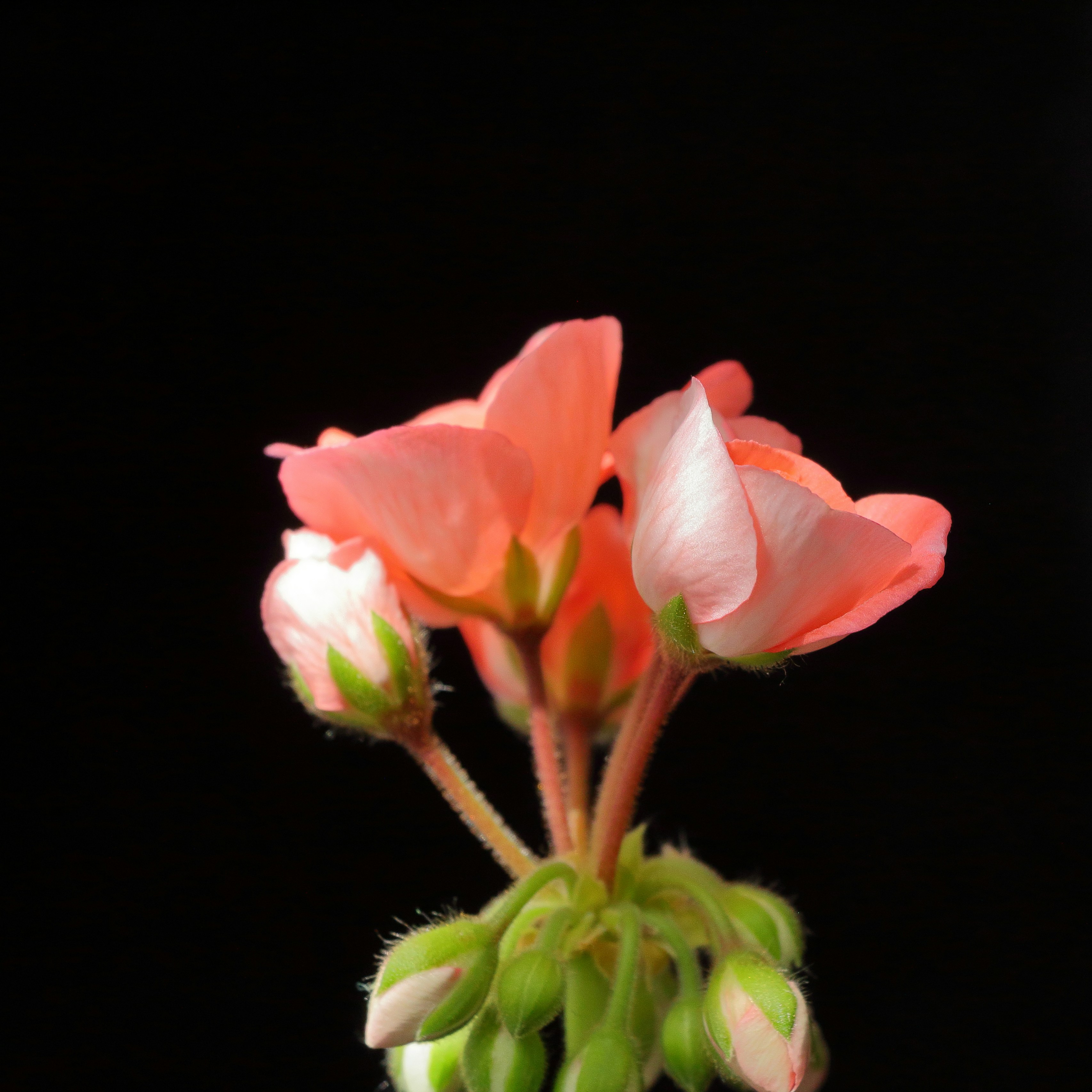 Soft Coral Blooms: A Close-Up of Delicate Petals Against Night