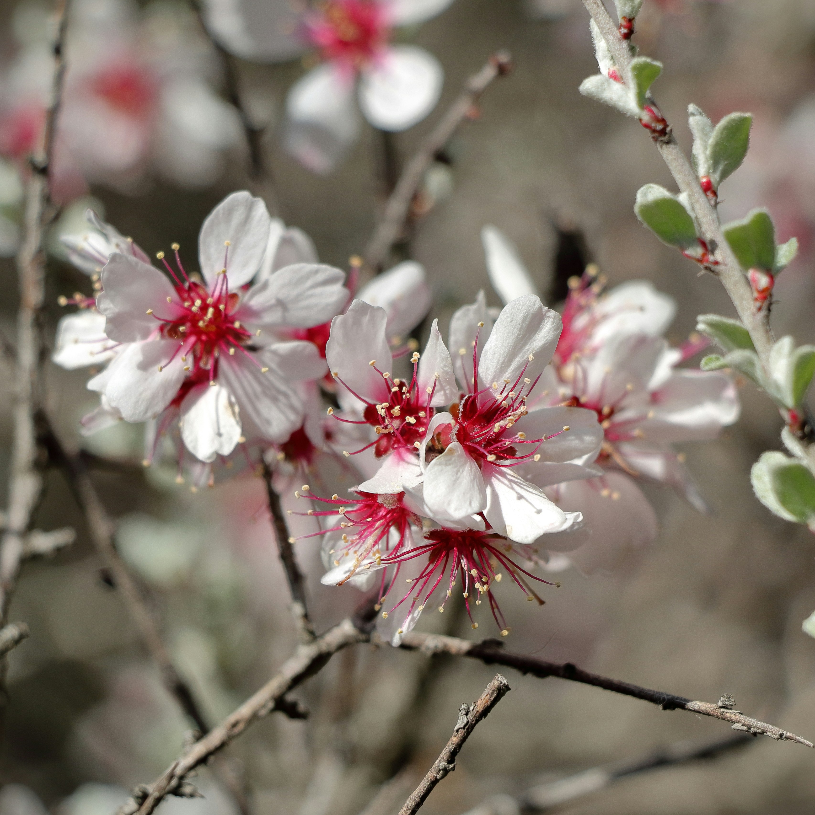 Blossoms in Focus: Pink-White Petals Framed by Brown Branches
