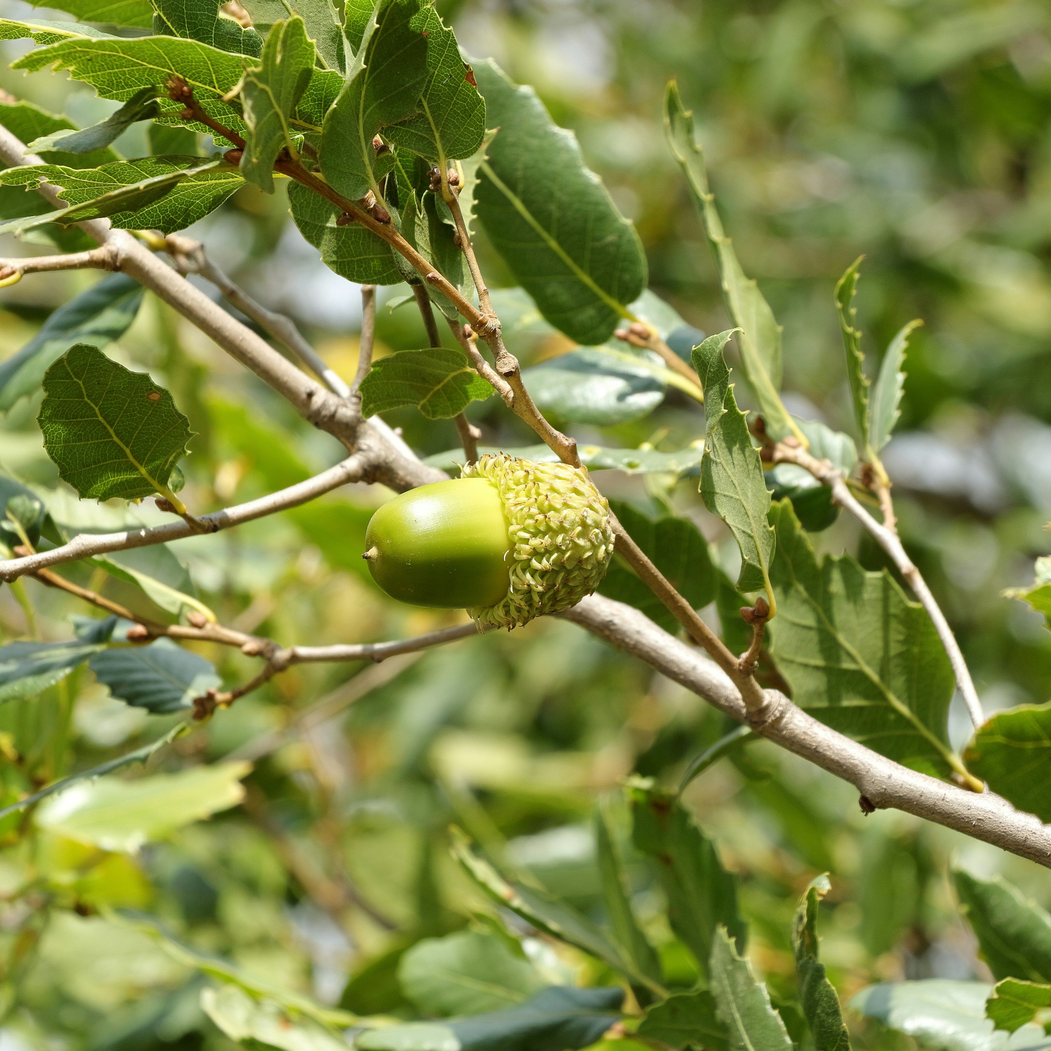 Acorn on a Sunlit Branch: A Moment Amid Green