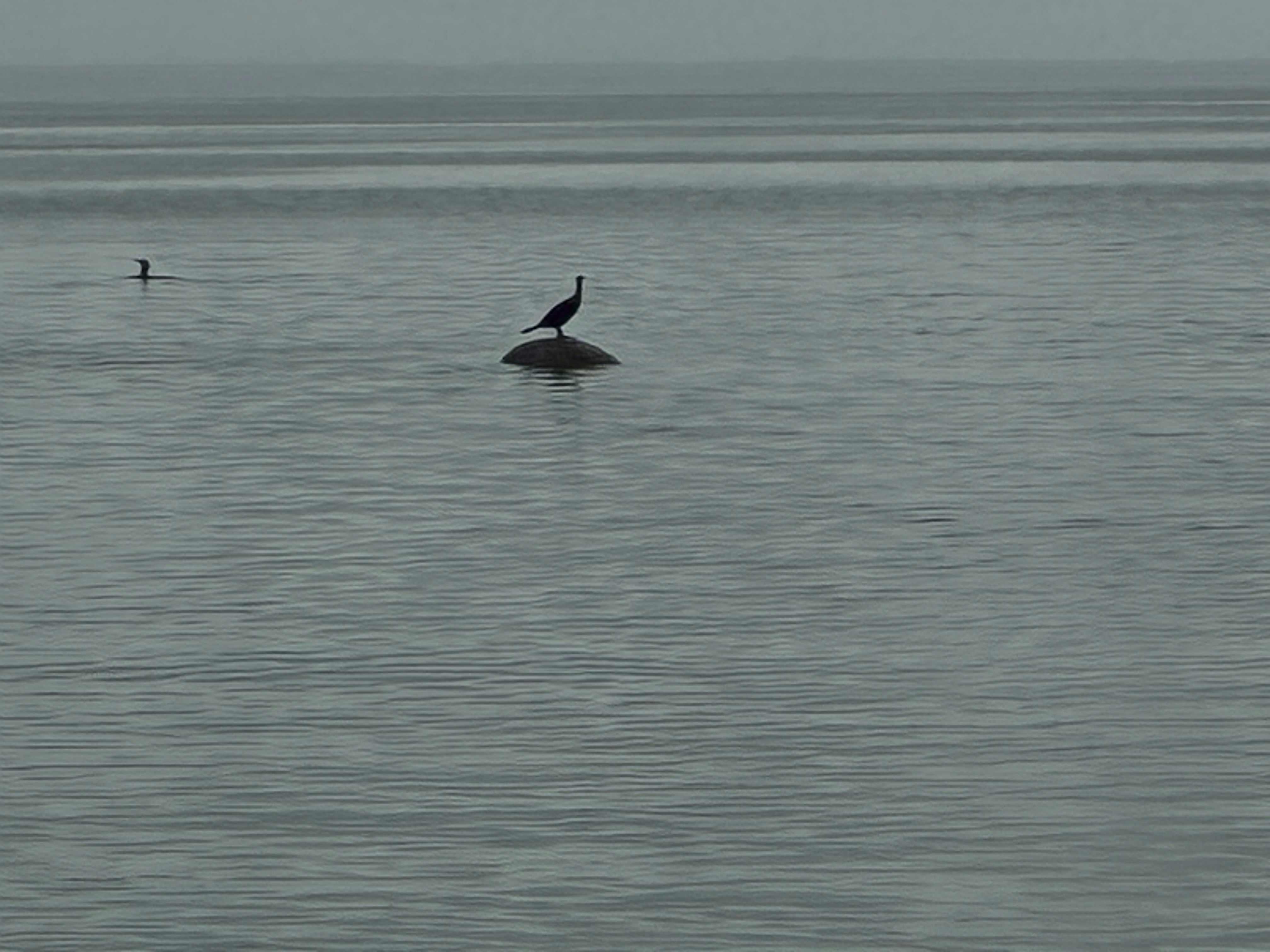 A lonely shorebird perched on a distant ripple