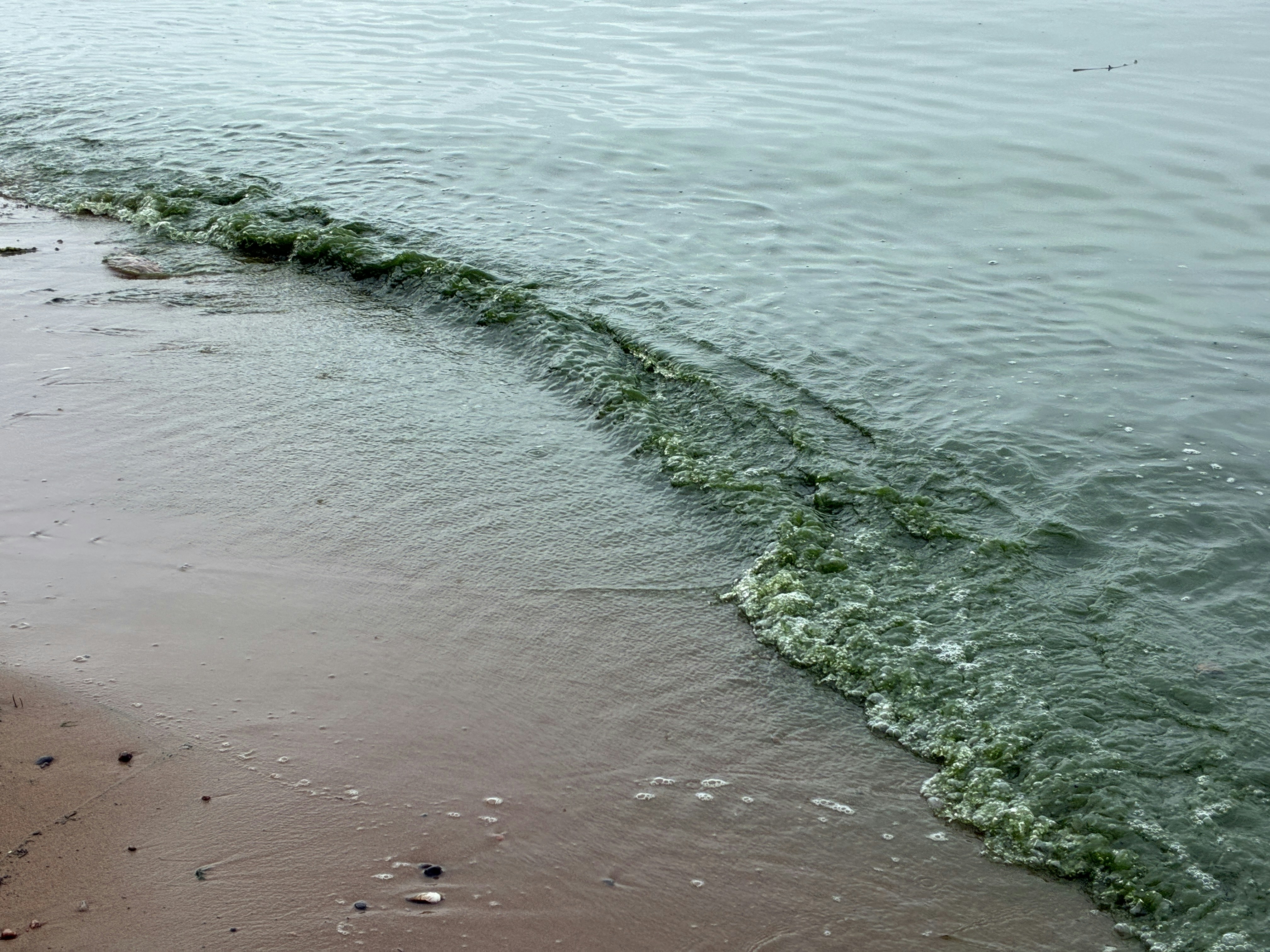 Gentle Shoreline Curves Into Clear Water