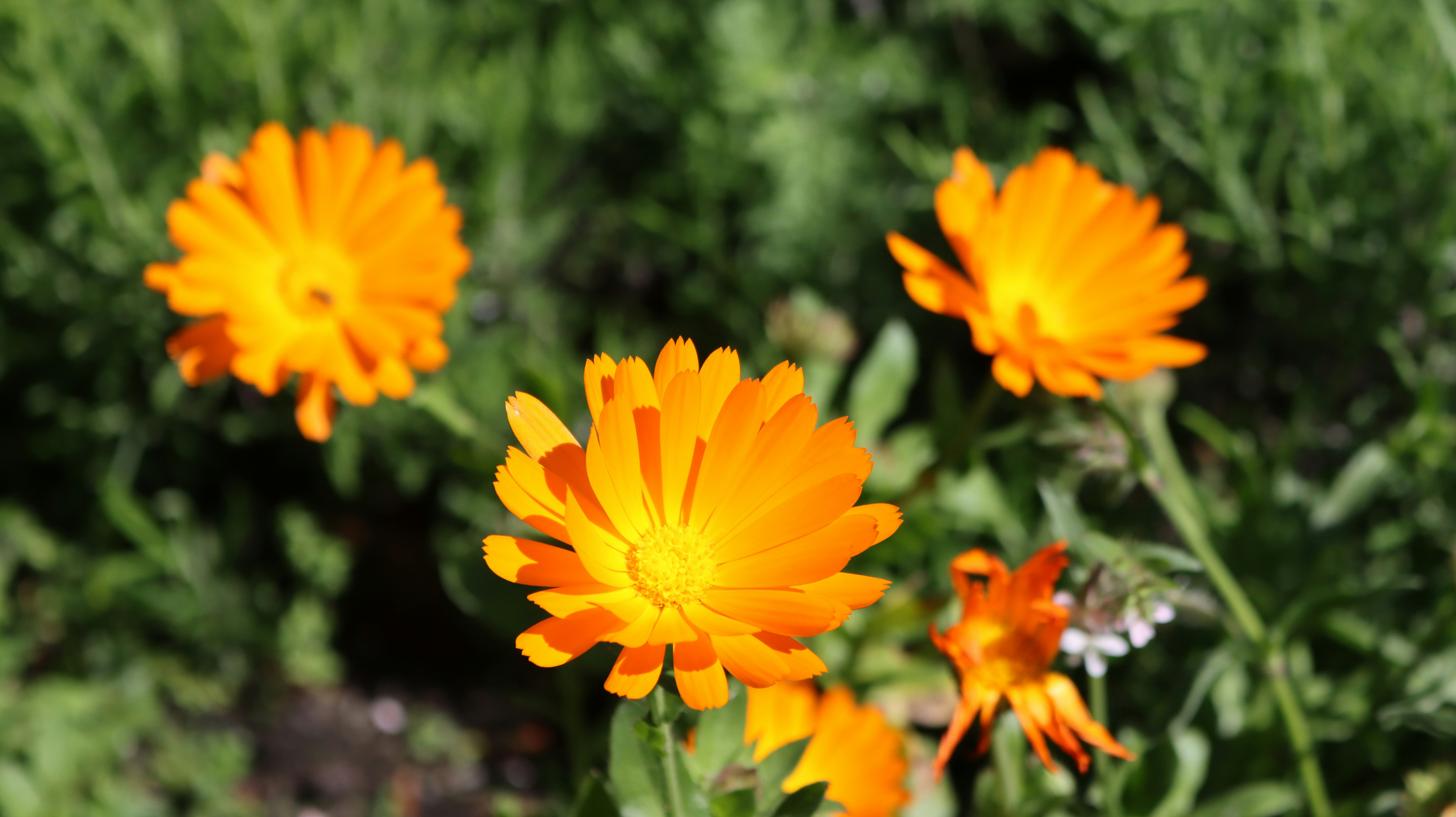 Sunburst Bloom: A Trio of Orange Calendulas in Afternoon Light
