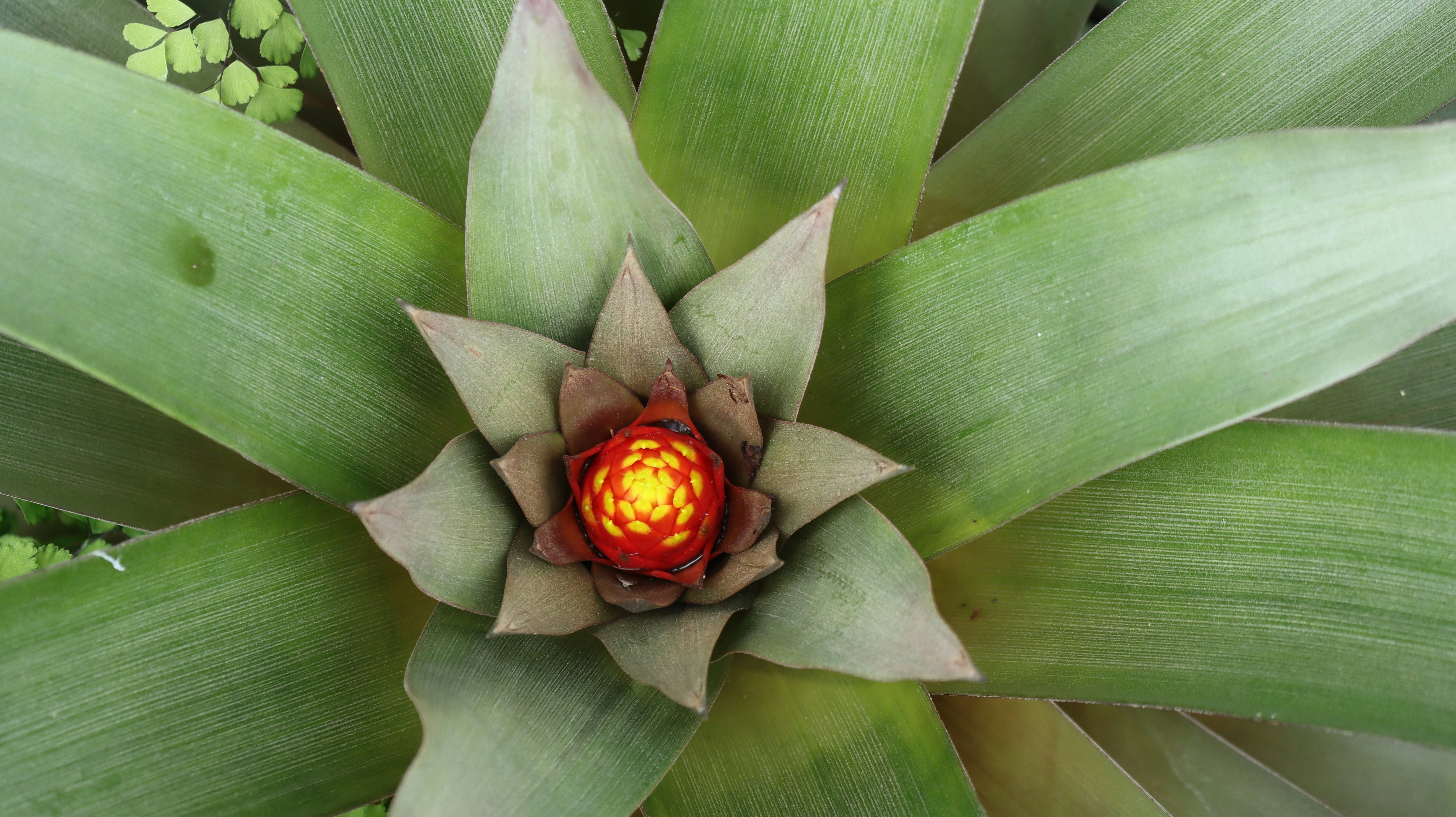 A top-down view of a green bromeliad plant with a bright yellow and red center