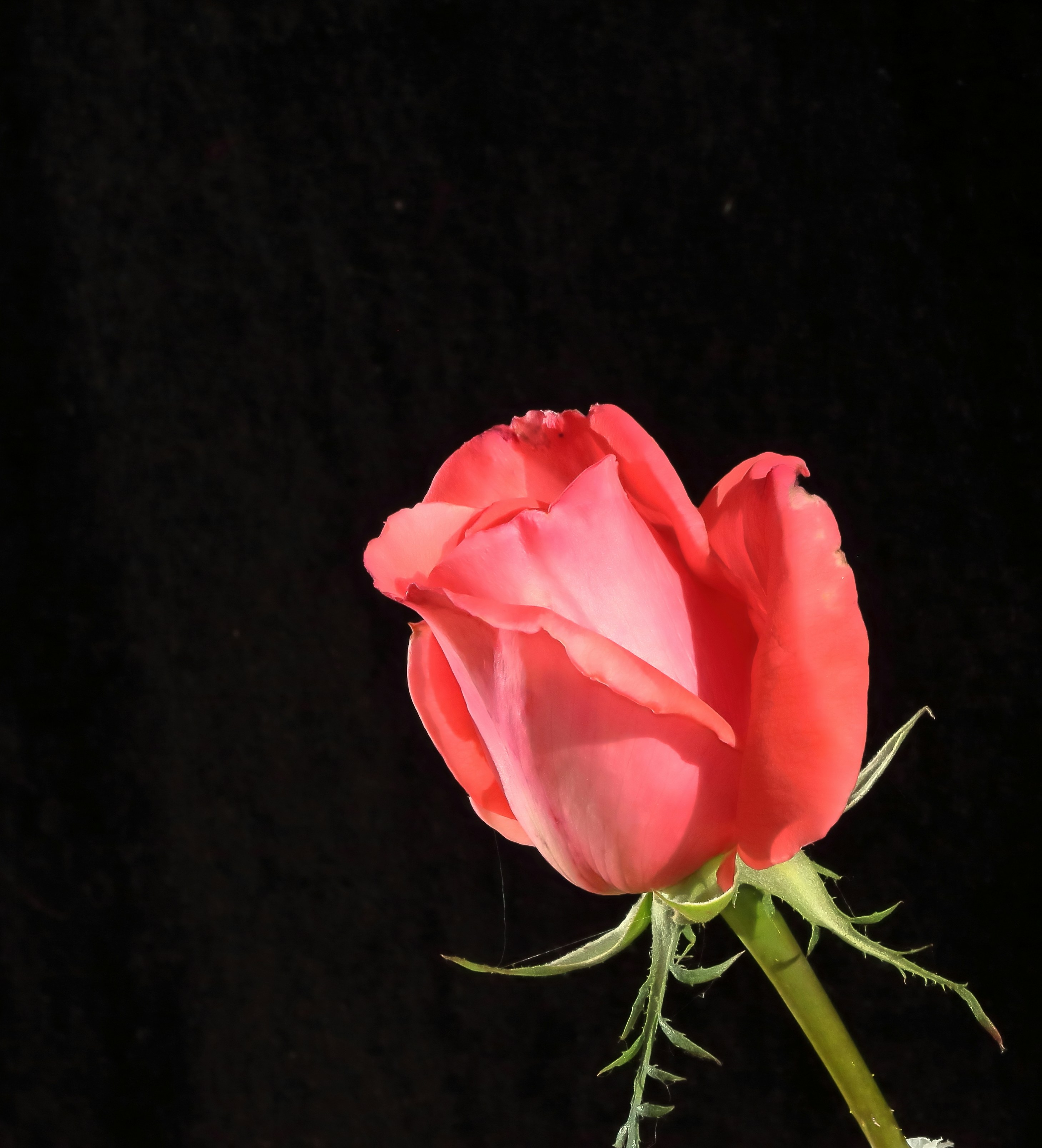 Rosebud in Spotlight: A Single Pink Petal Unfolds Against Night