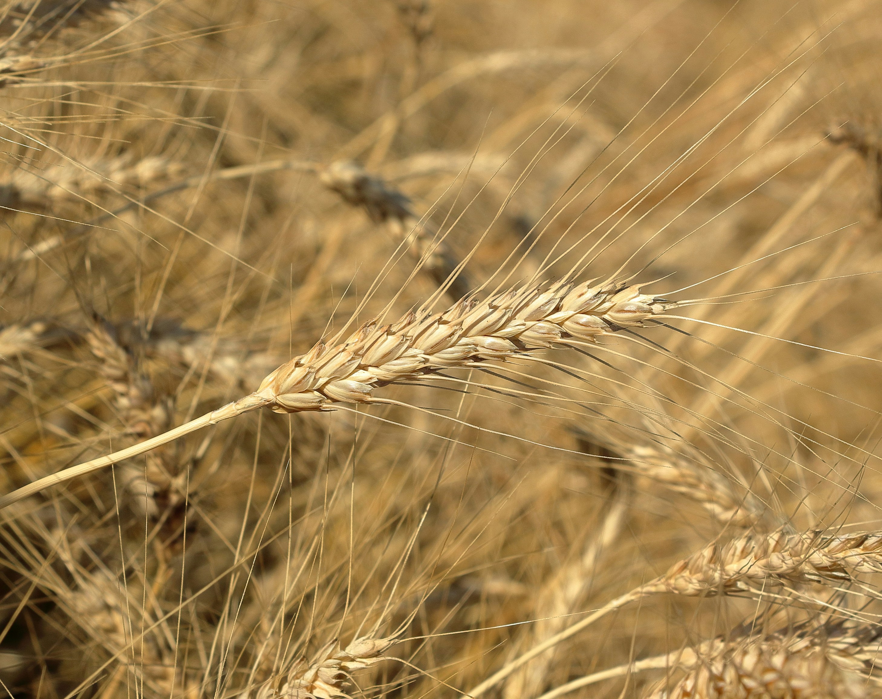 Amber Grain Heads Hugging the Summer Breeze