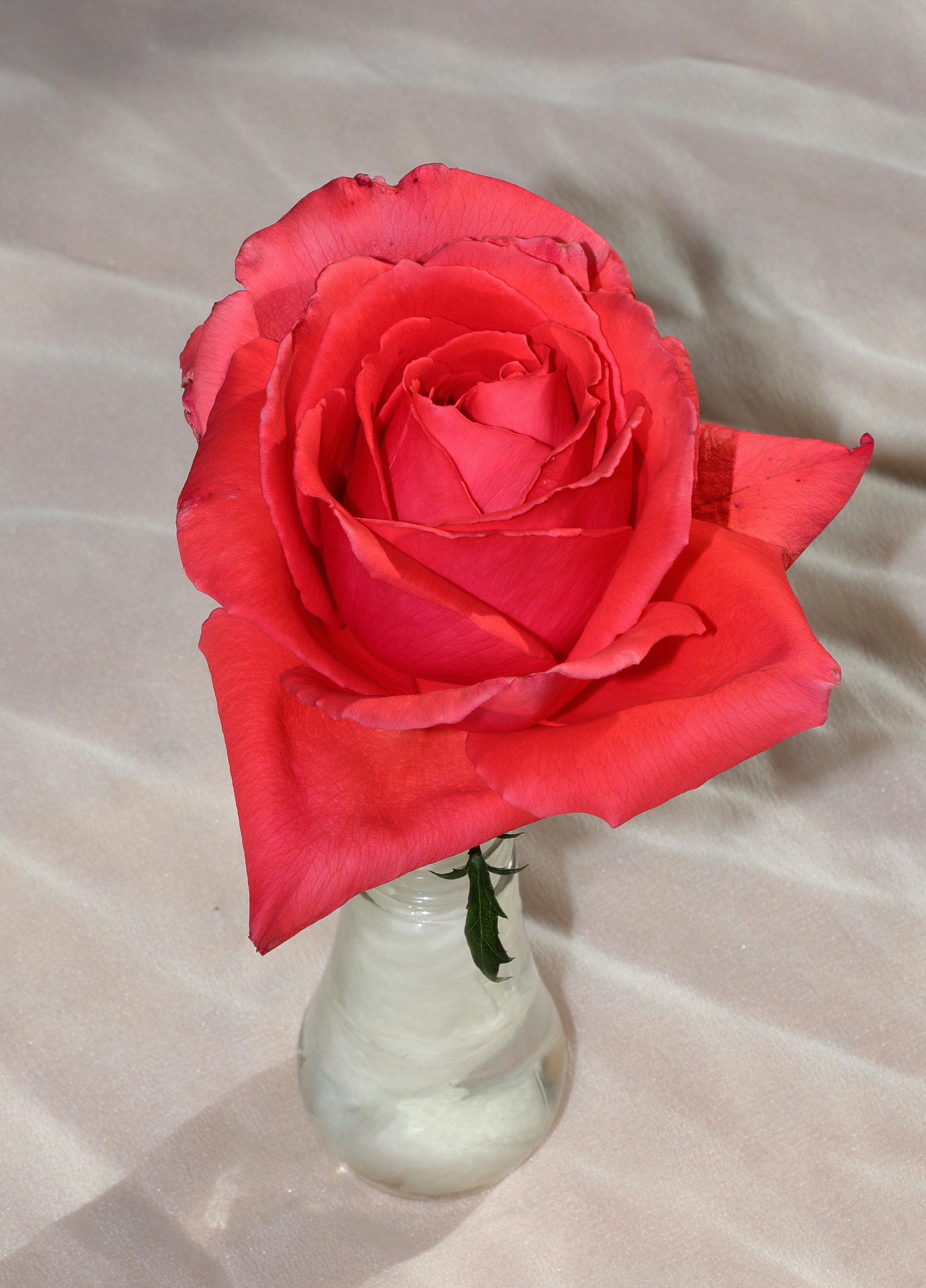Centered Rose: A Velvet Petal Bloom in Soft Silk Backdrop