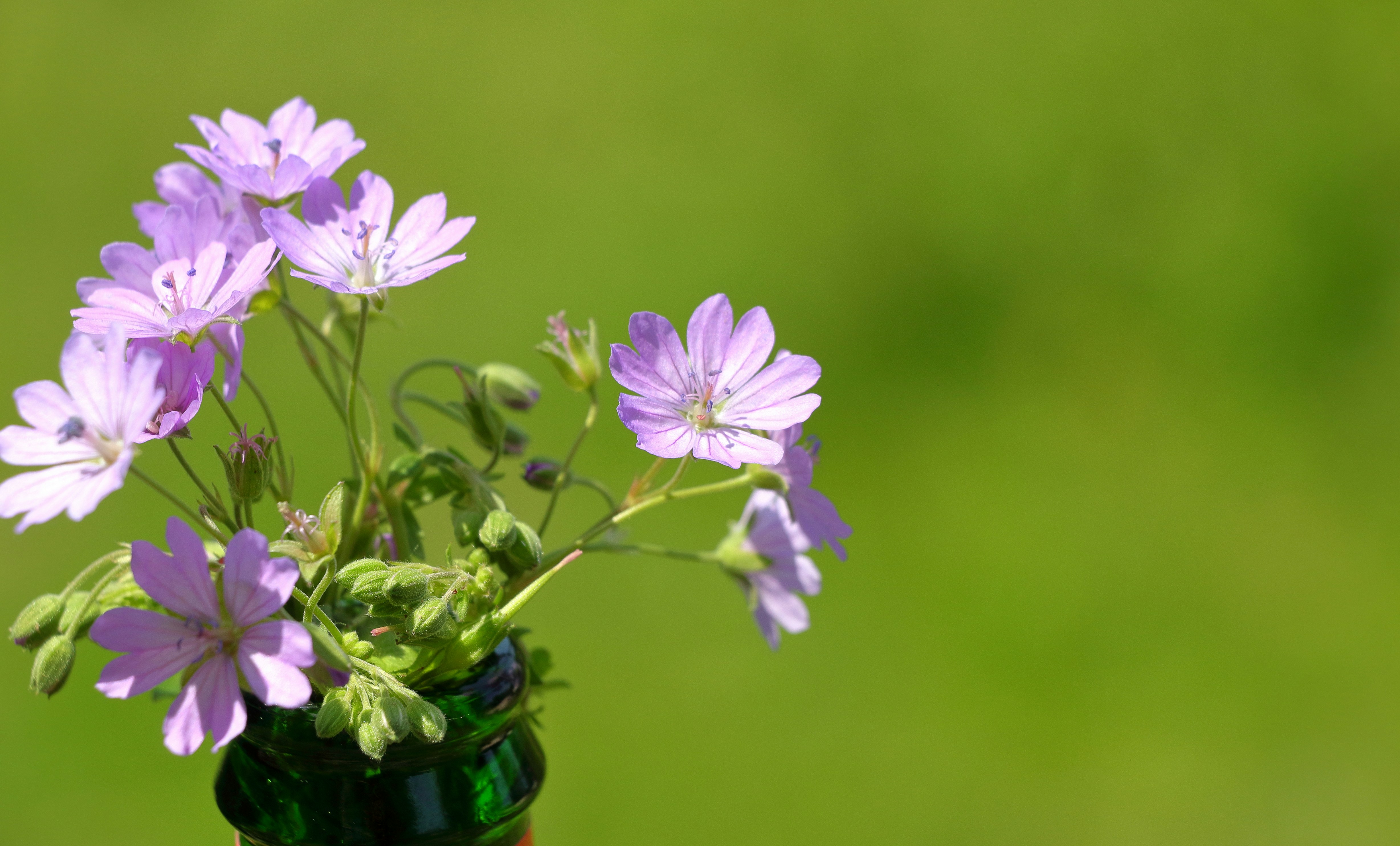 Purple blooms in a tiny green flask against a sunlit meadow
