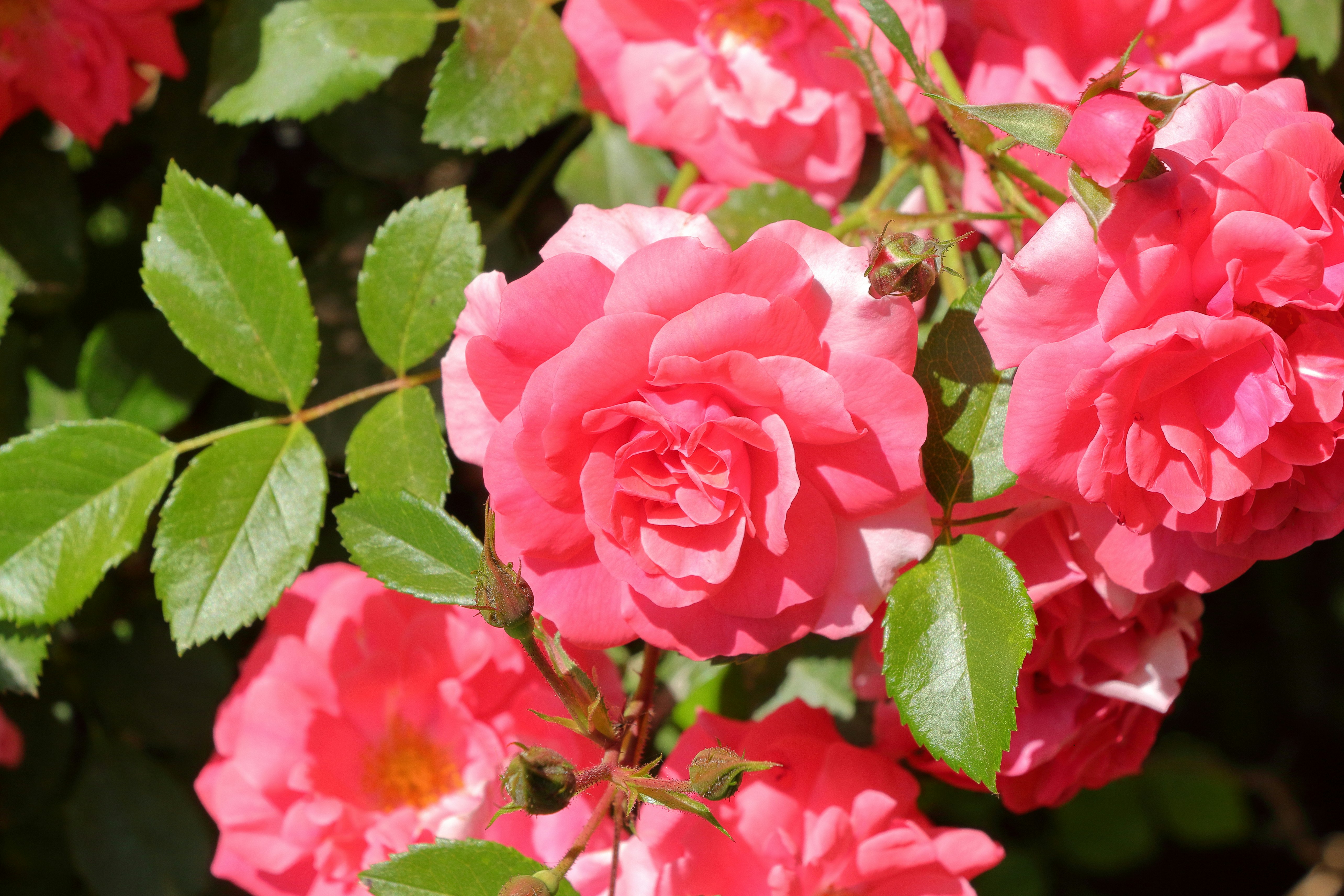 Rose Cluster in Bloom: Soft Pink Petals and Verdant Backdrop