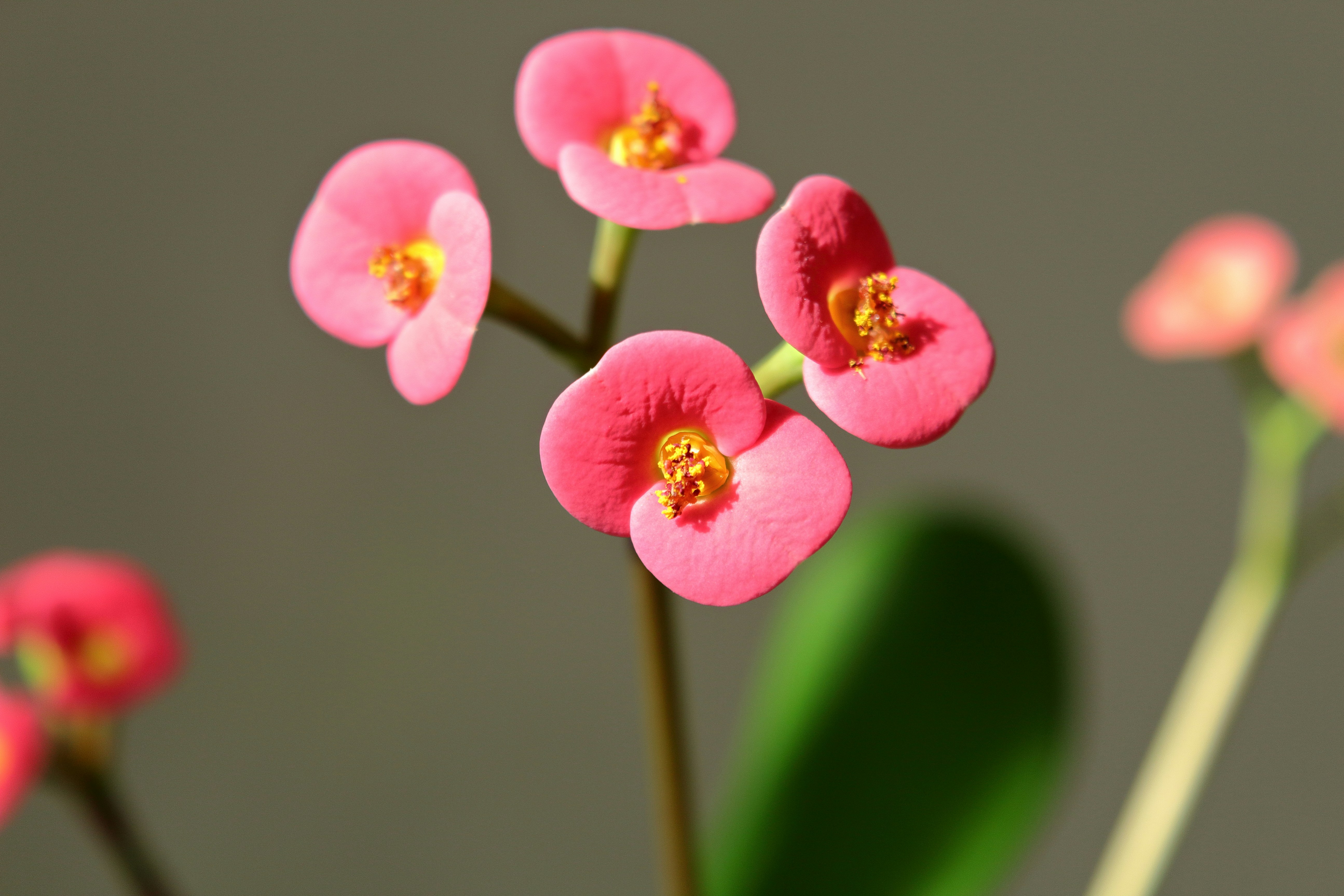 Pink bloom quartet: close-up on a delicate flower trio