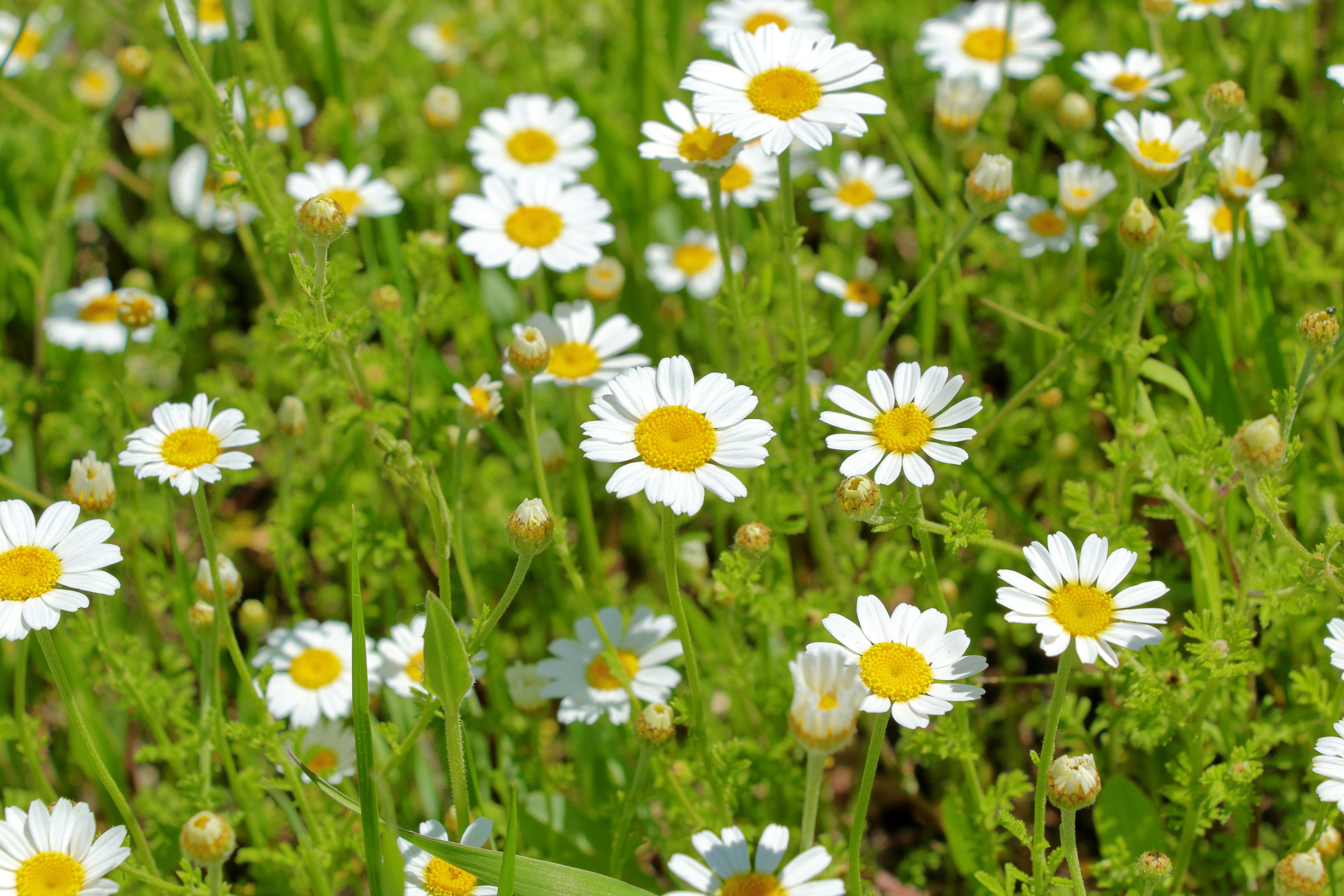 Sunlit Field of Daisies: A Quiet Meadow in Bloom