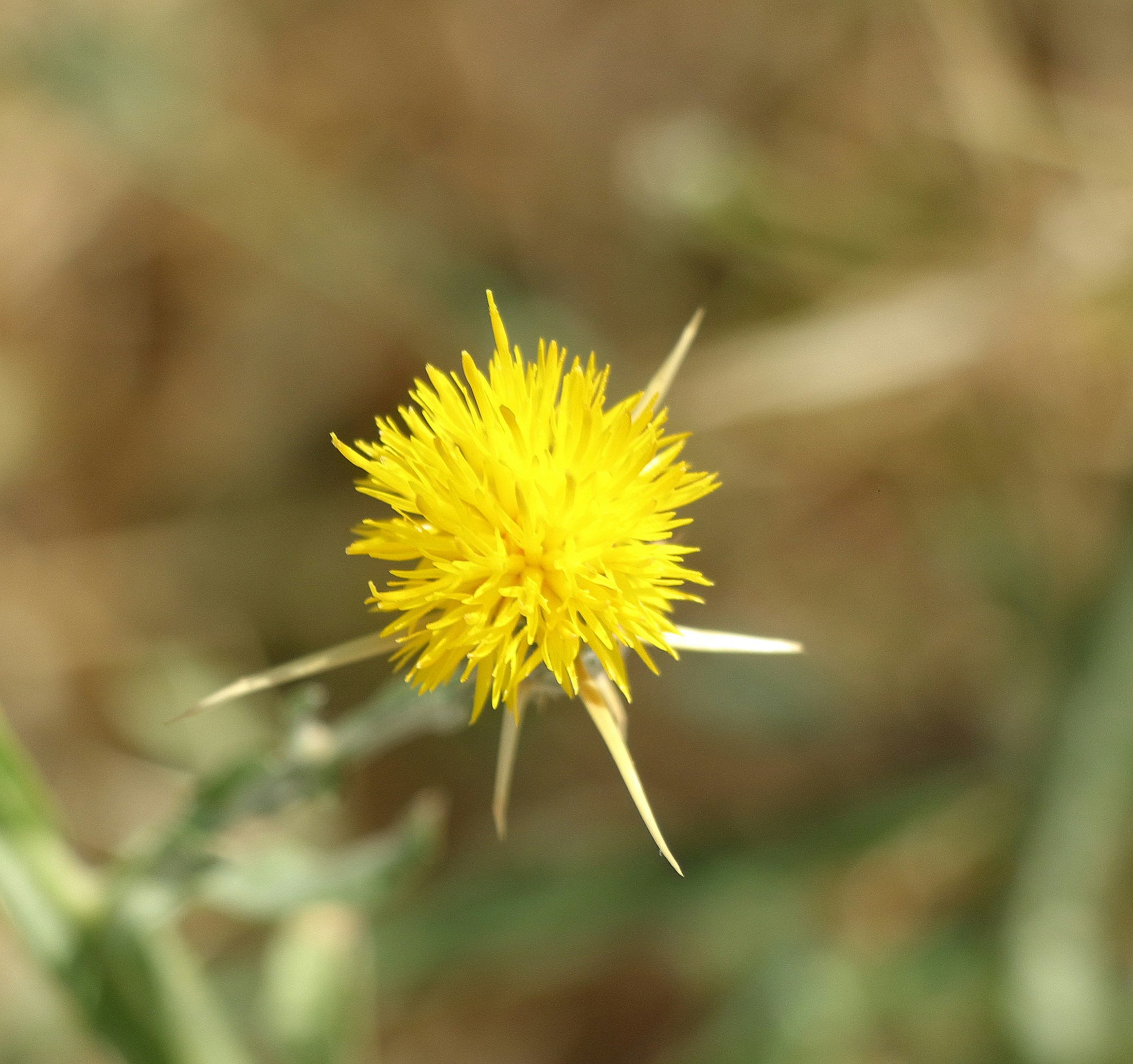 Golden Puff: A Close-Up of a Sunlit Dandelion Crown in Focus