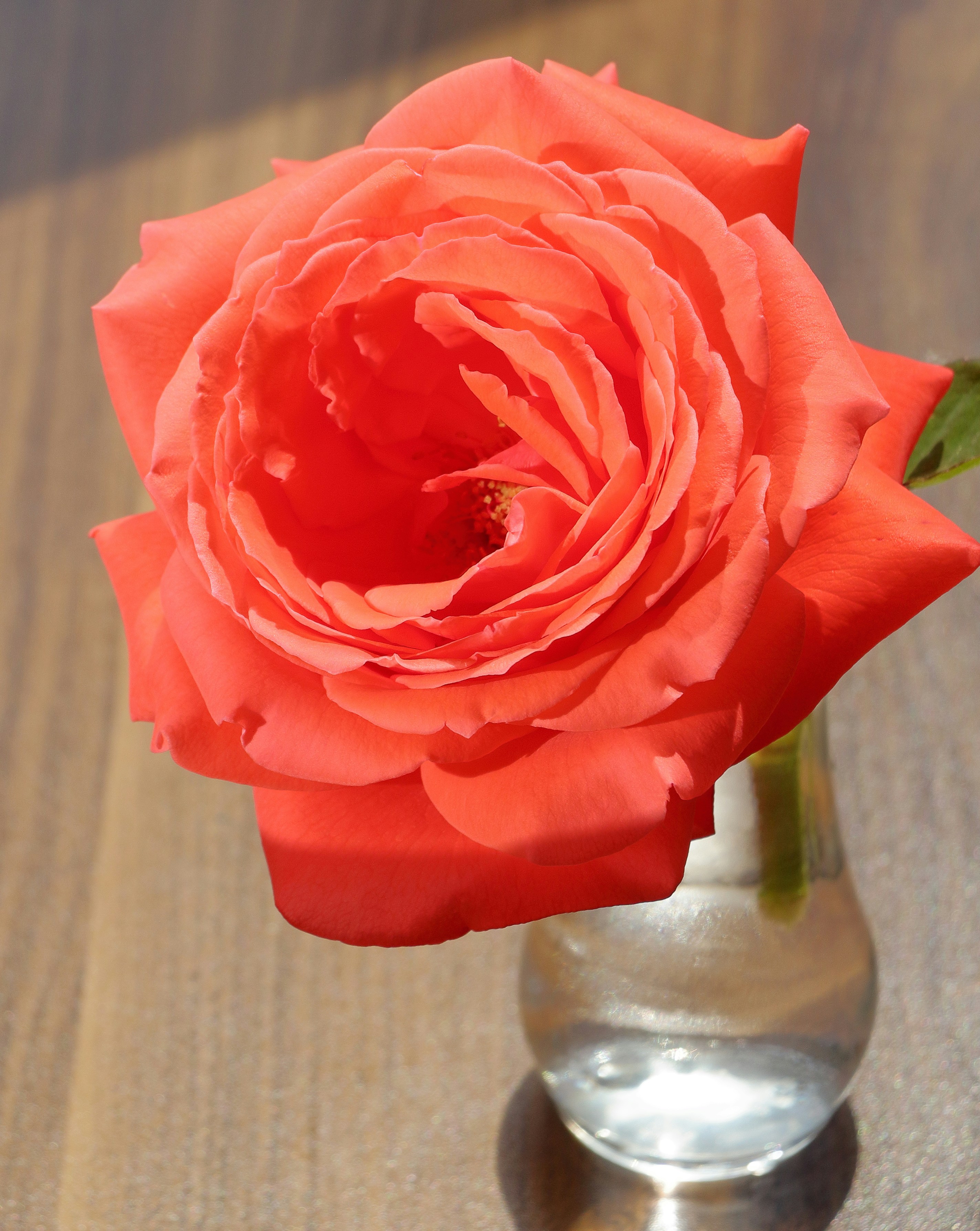 Coral Rose in a Glass Vase: A Quiet Still Life