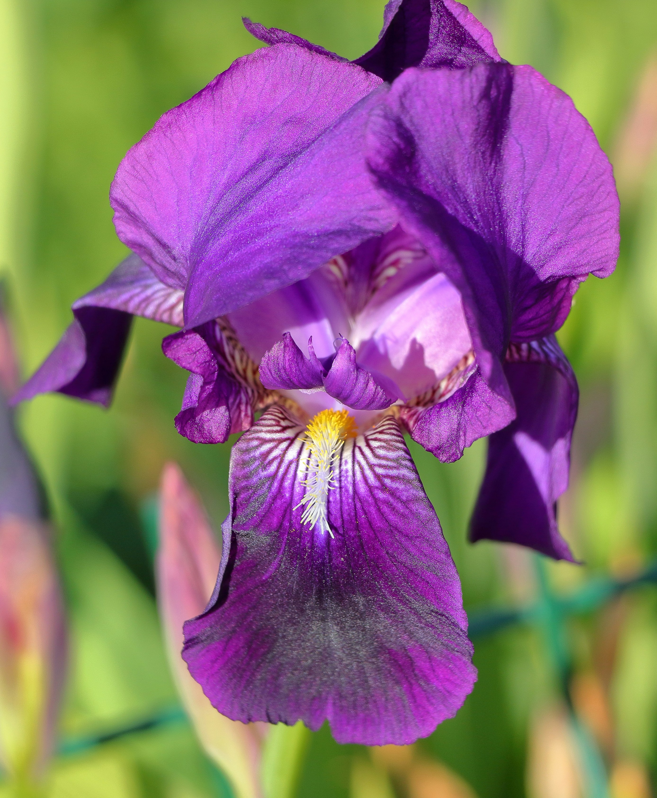 Royal Iris in Focus: Close-up Facets of Purple Majesty
