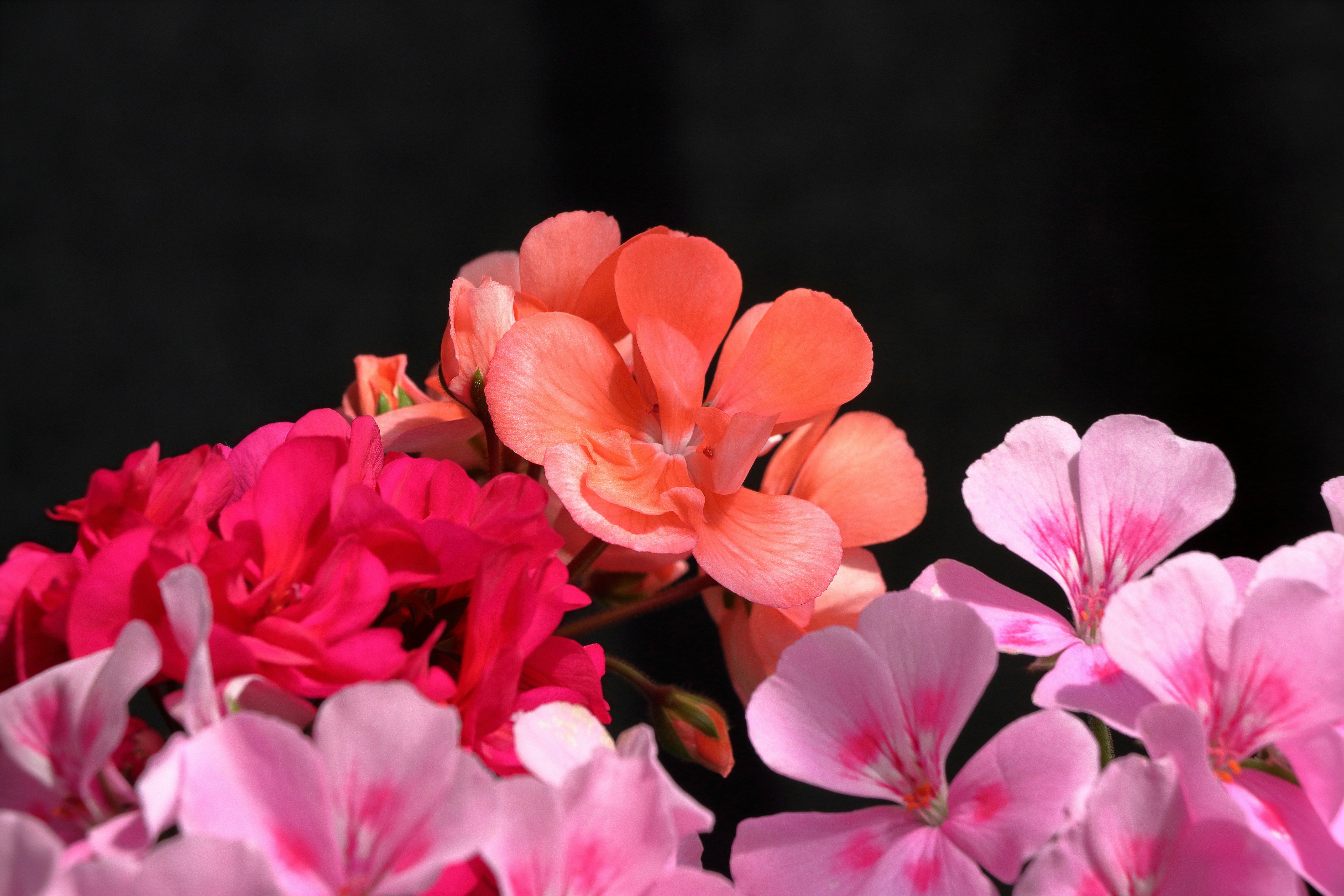 Petals in Focus: A Colorful Bouquet Against Velvet Black