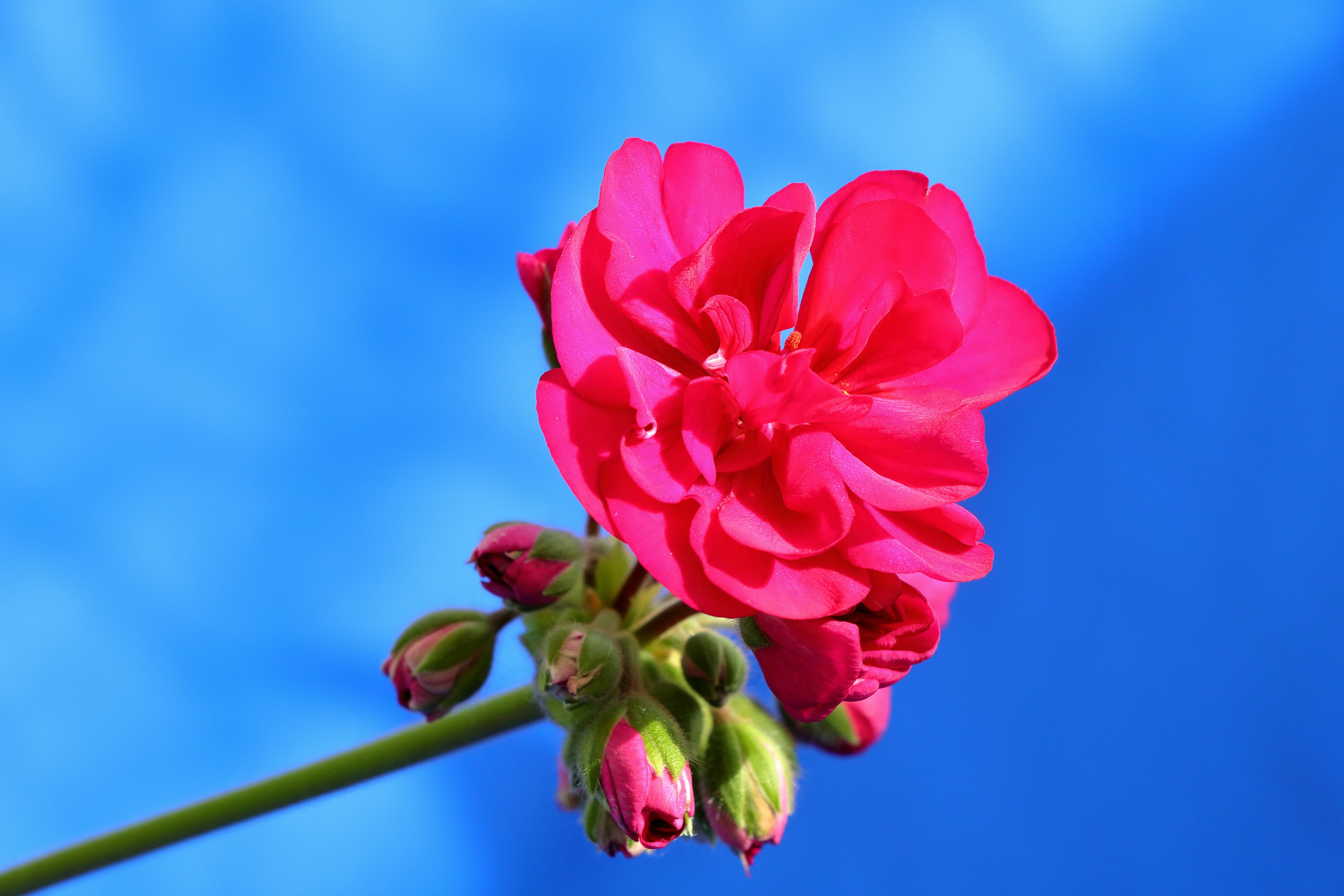 Scarlet bloom against a velvet cobalt sky