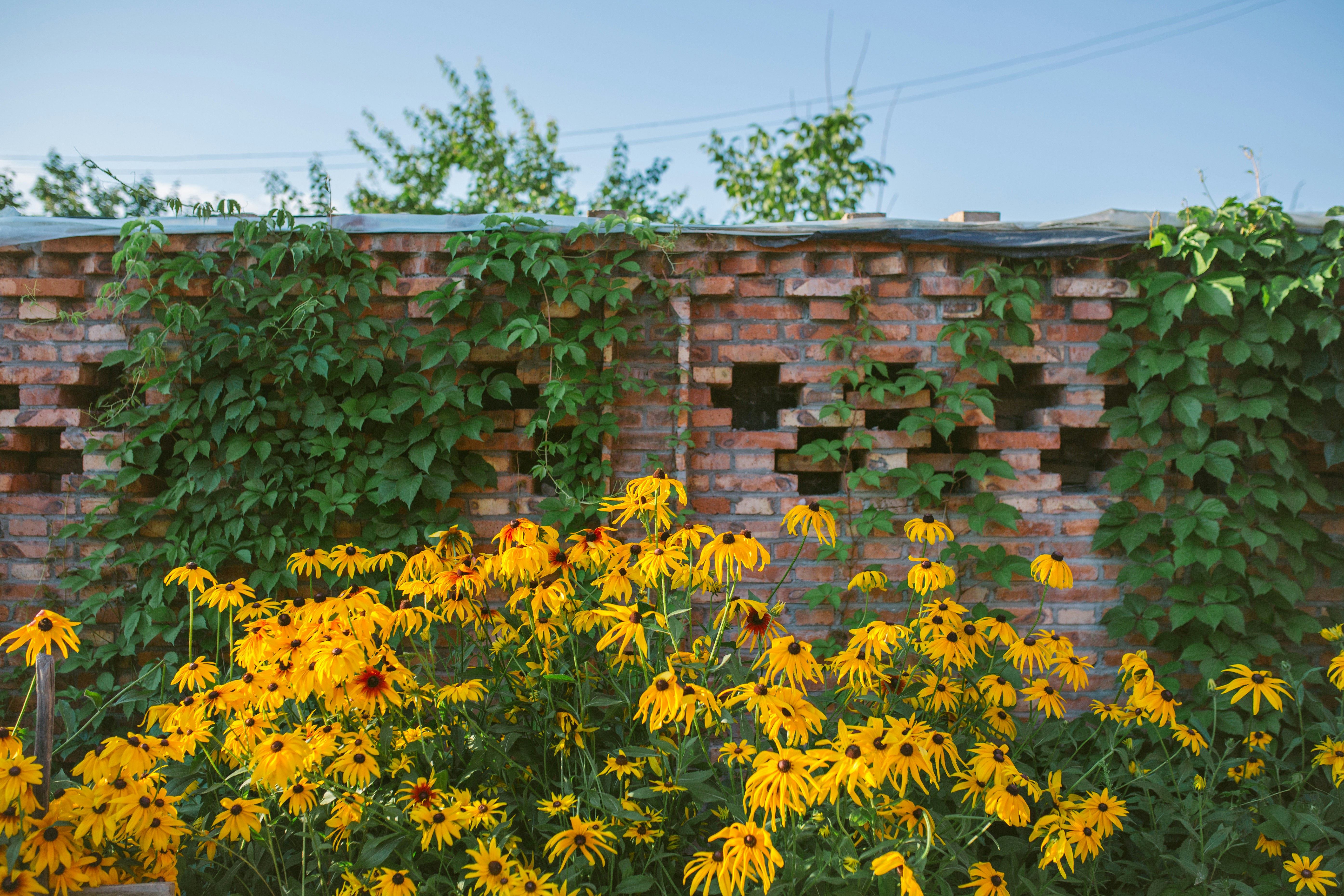 Bright yellow sunflowers rise before a weathered brick wall with ivy. The scene emphasizes cheerful blooms and a rustic backdrop, suggesting a garden setting.