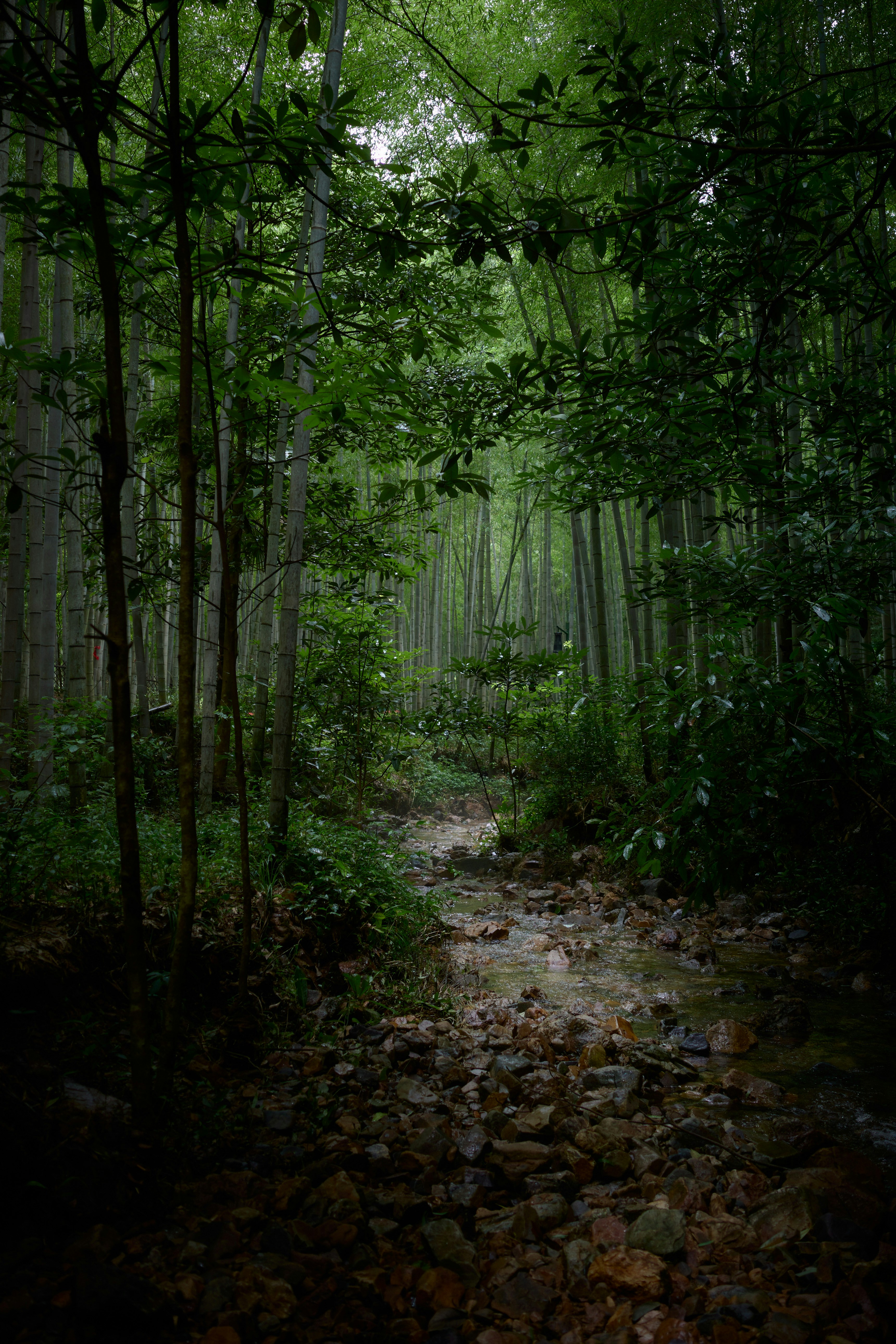 Trail Through Shadowed Bamboo Thicket toward Dappled Light