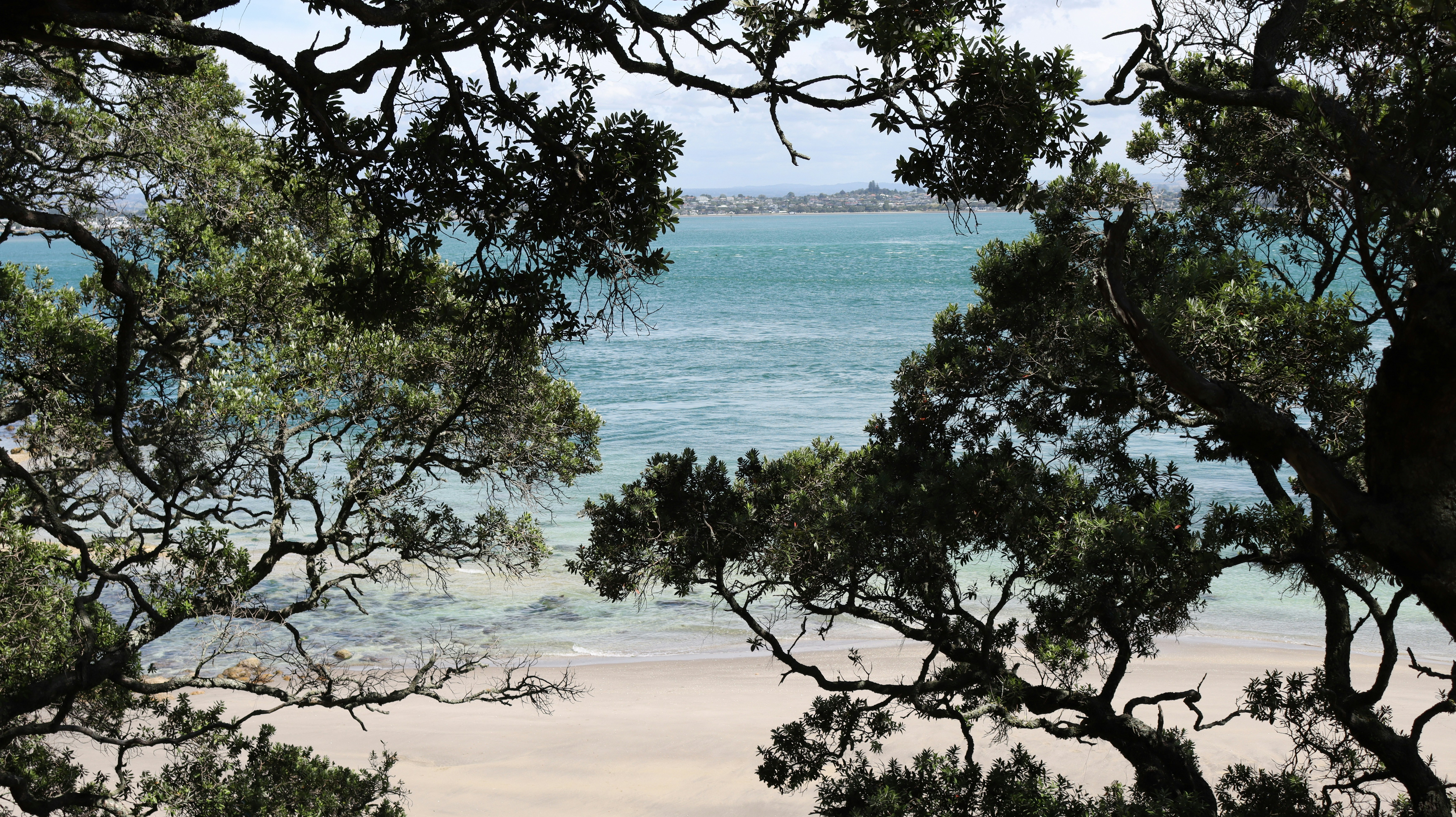 Framed by Nature: A Quiet Beach Vista Through Branches