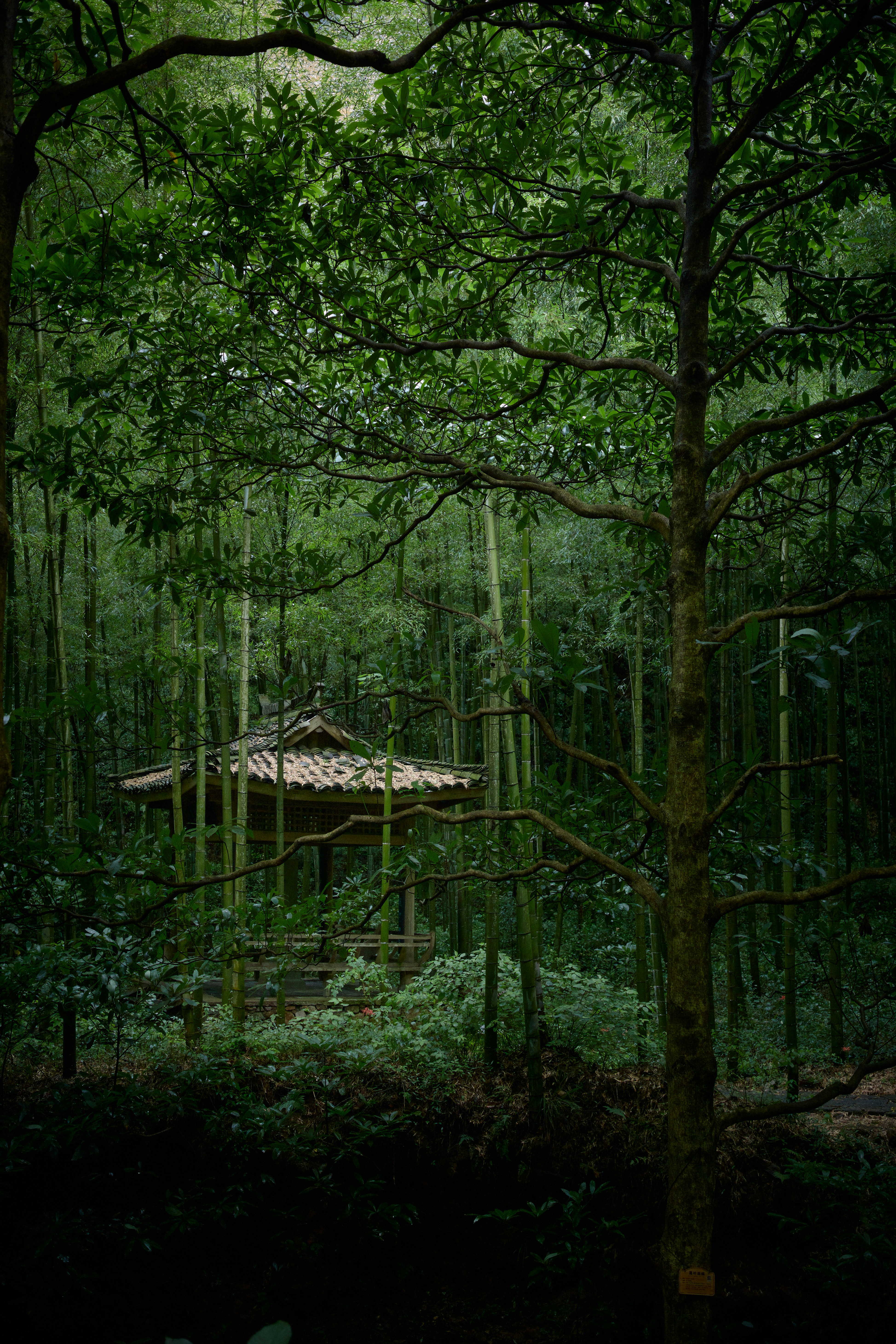 Hidden Tea House Among the Laurel