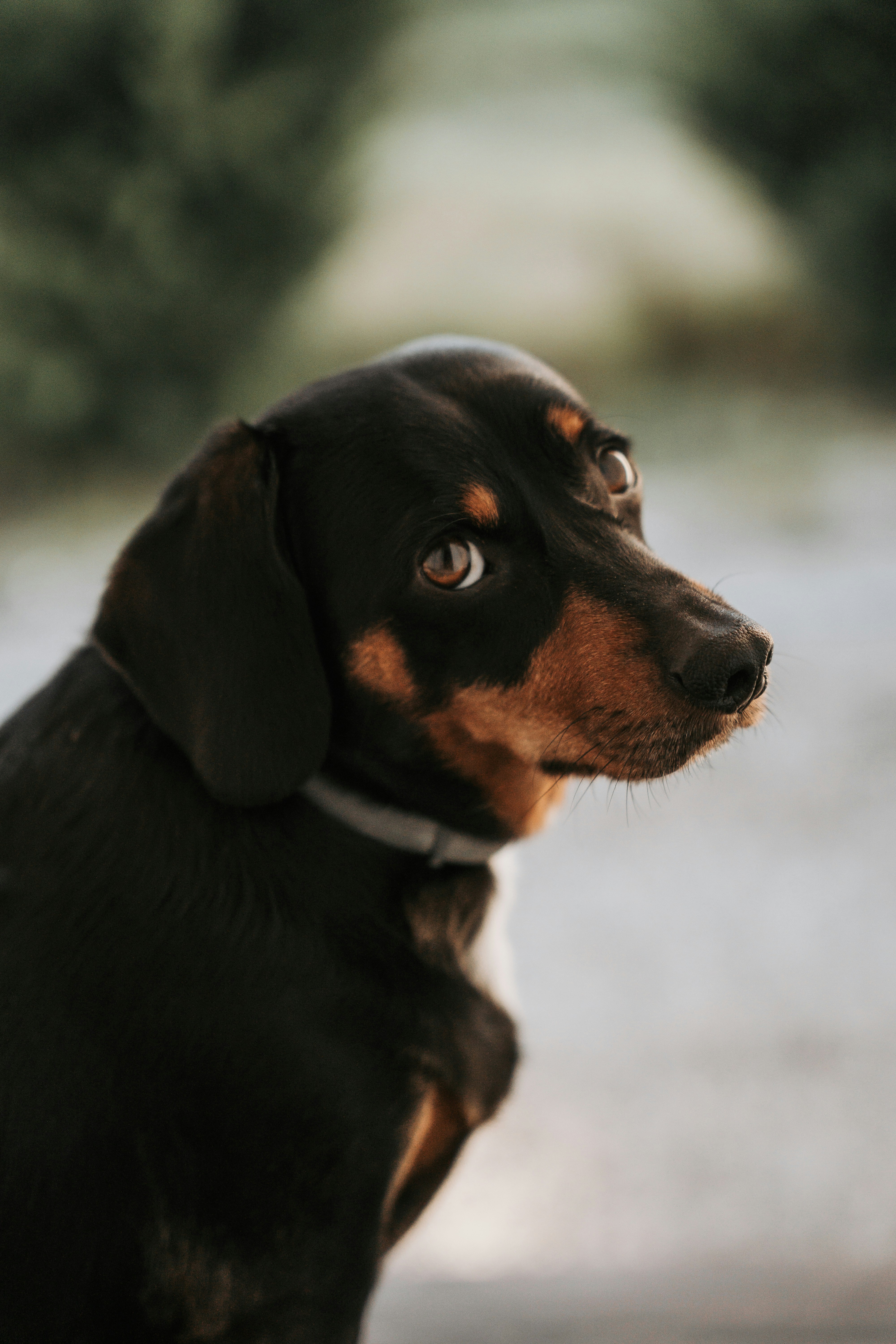 Eyes Cast Skyward: A Basset Hound Pause by the Water