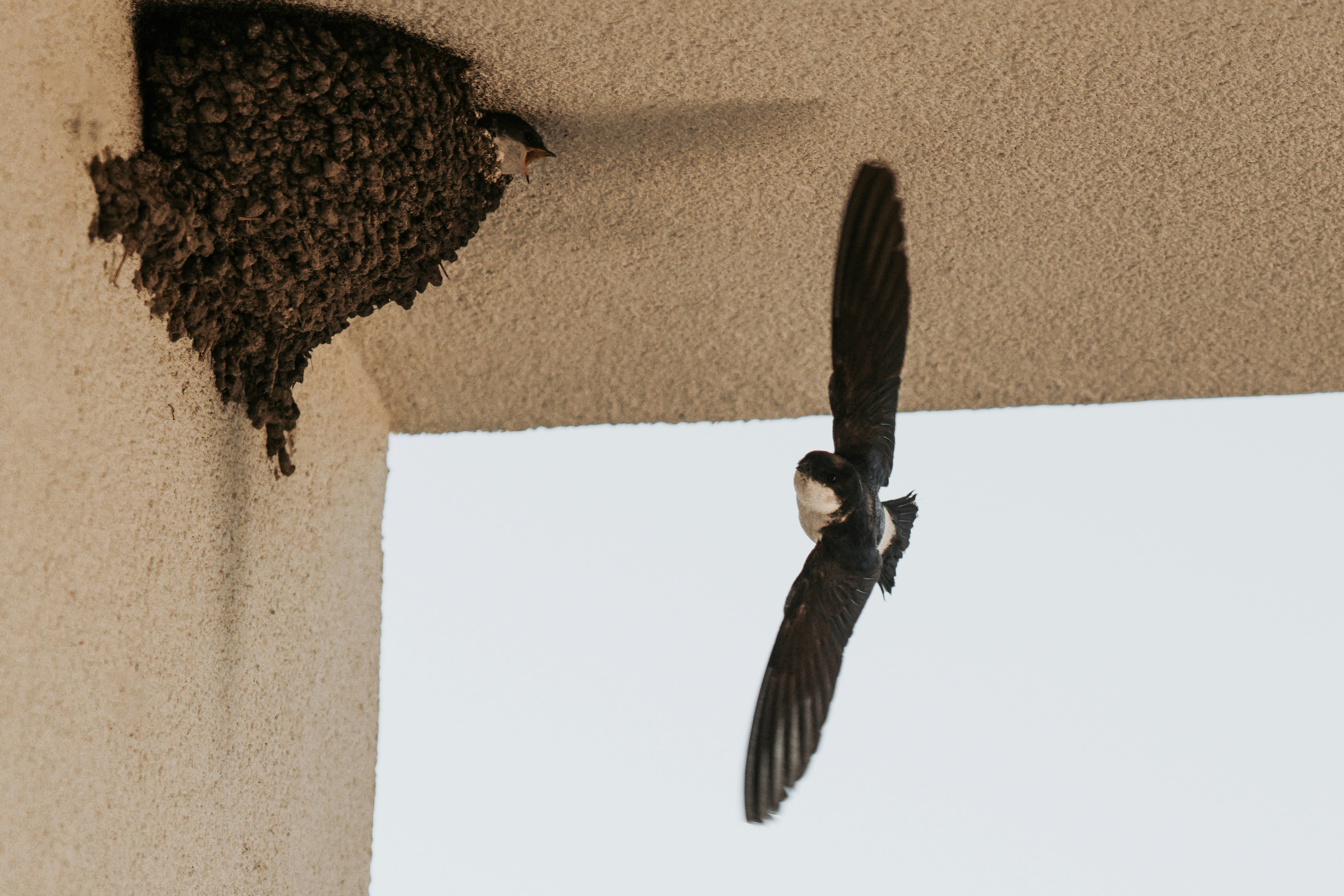 Winged silhouette against a sunlit ledge: a raptor glides past a nest