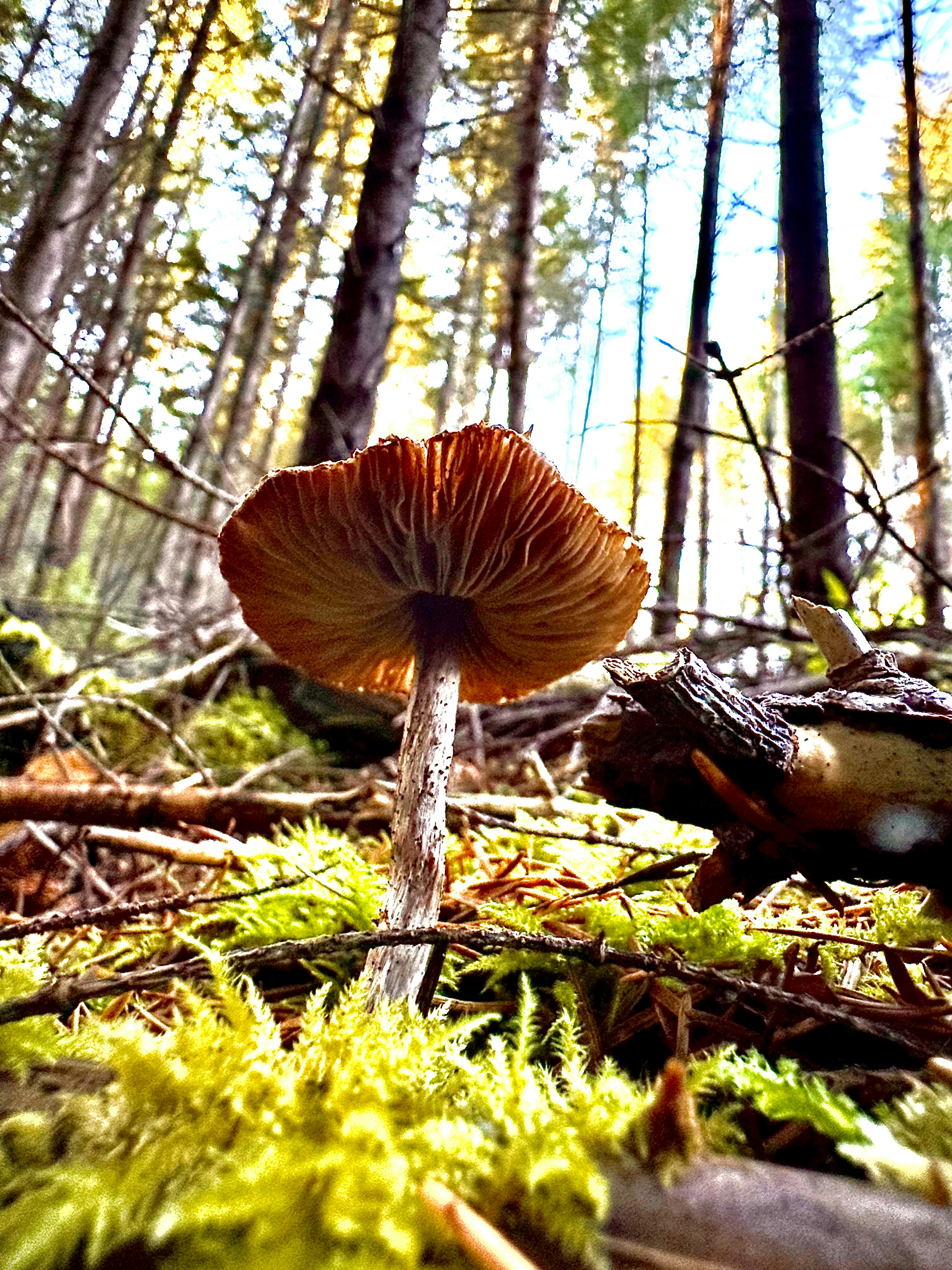 Mushroom Sentinel in a Sunlit Forest Floor