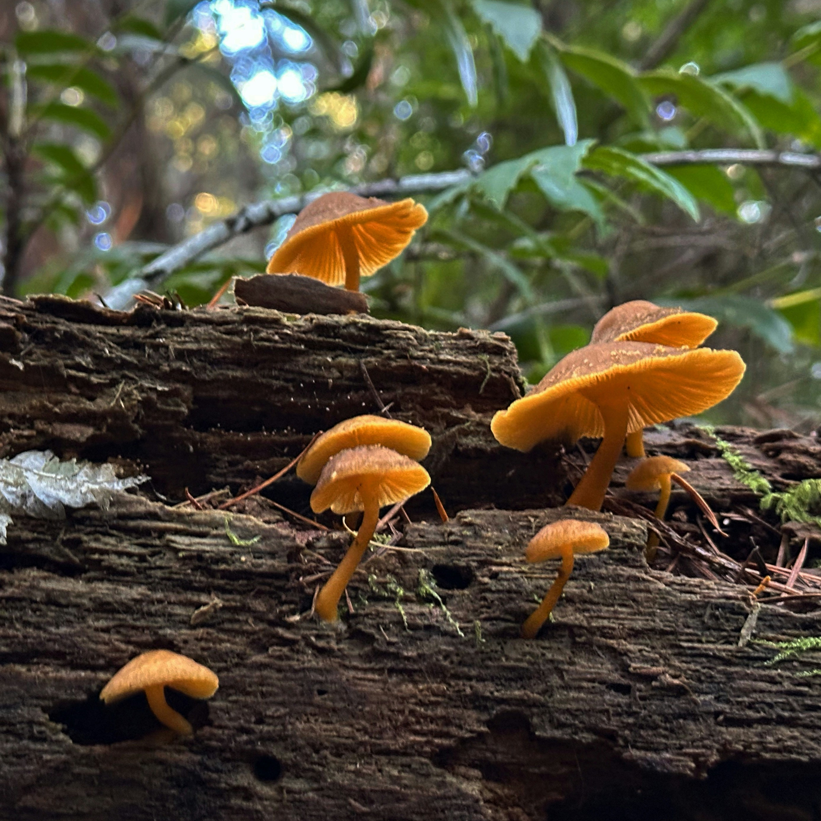 Orange forest fungi cluster on weathered log