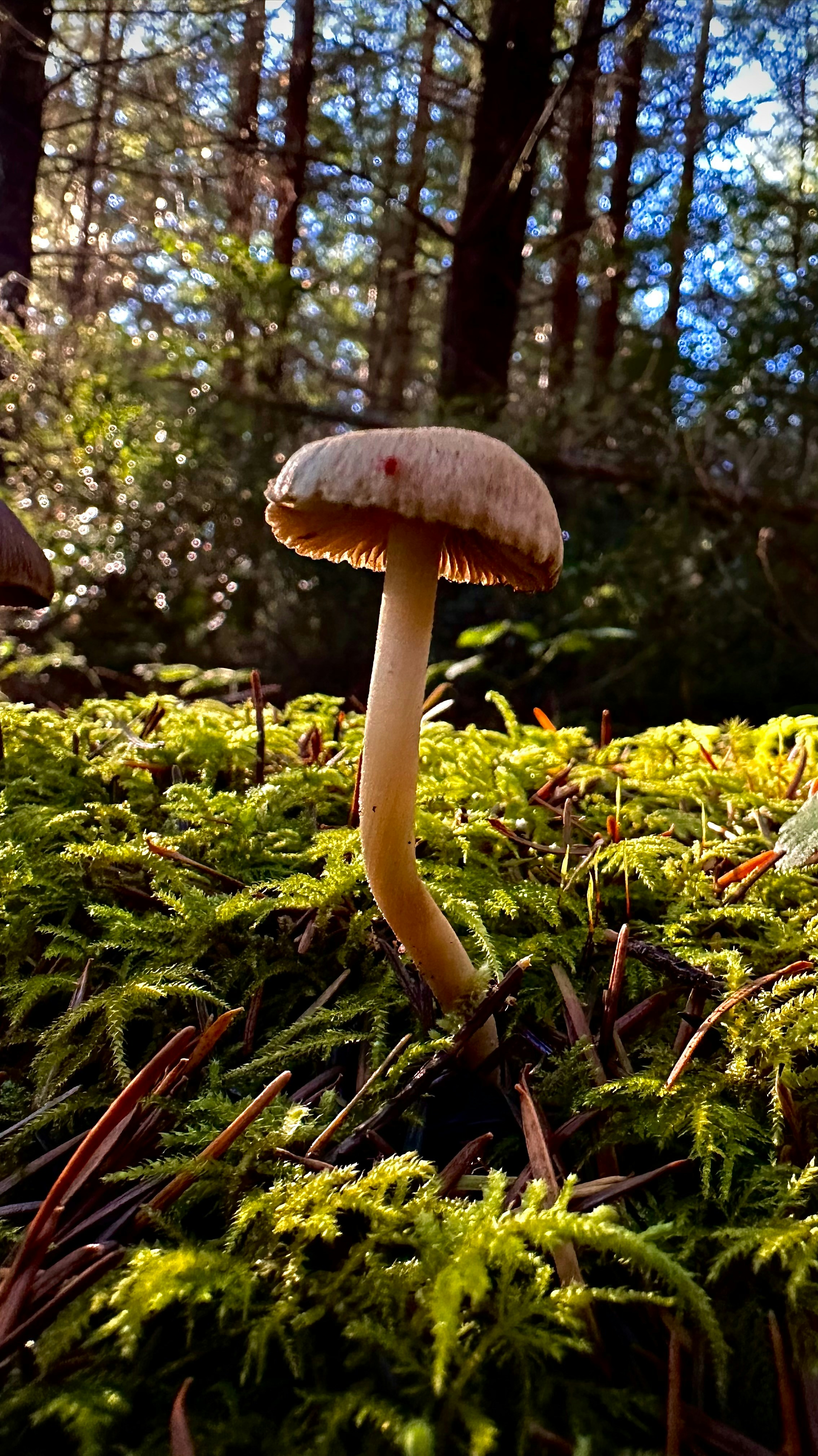 Mushroom Sentinel in Mossy Forest Floor
