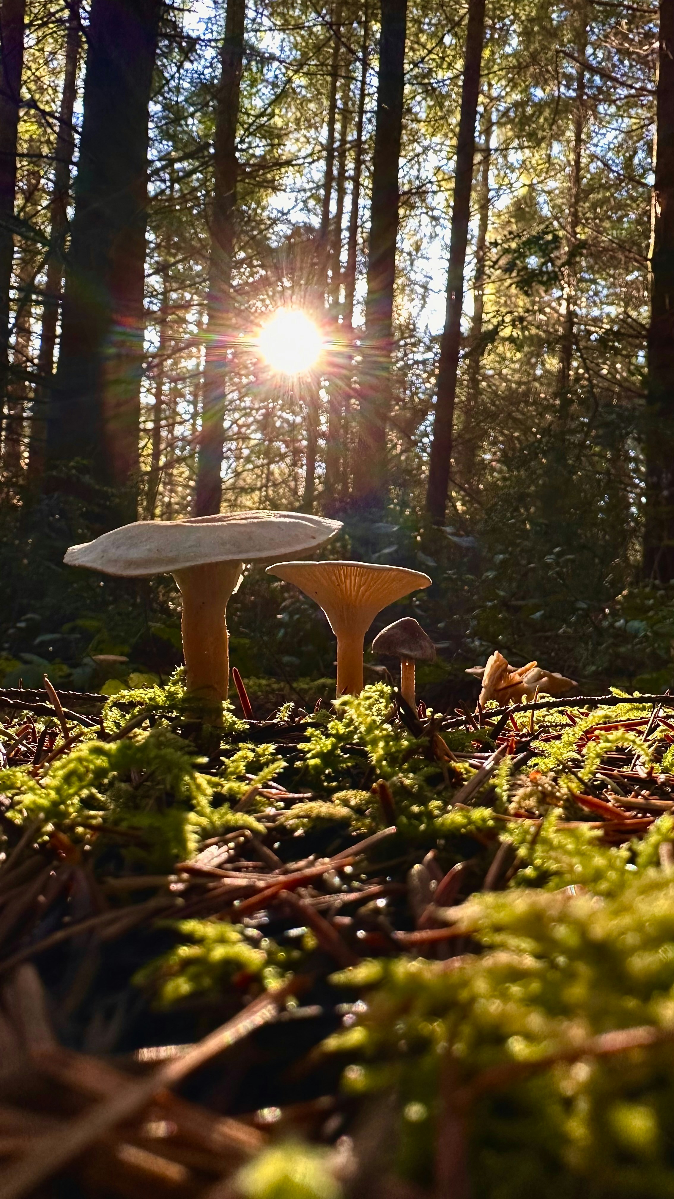 Sunlit Forest Fungi: A Low-Altitude Discovery