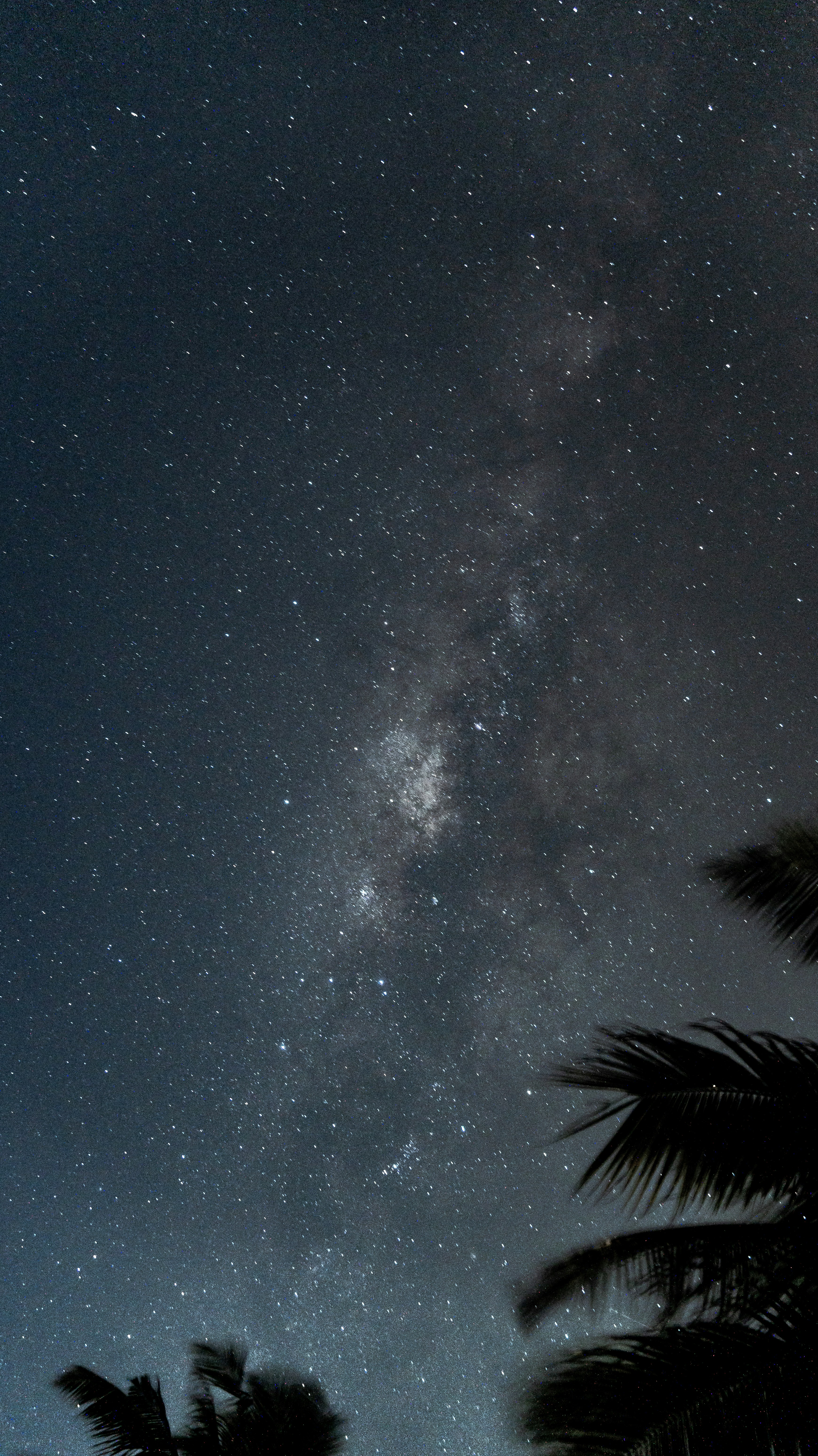 Milky Way Slice Across a Palms-Tilting Night
