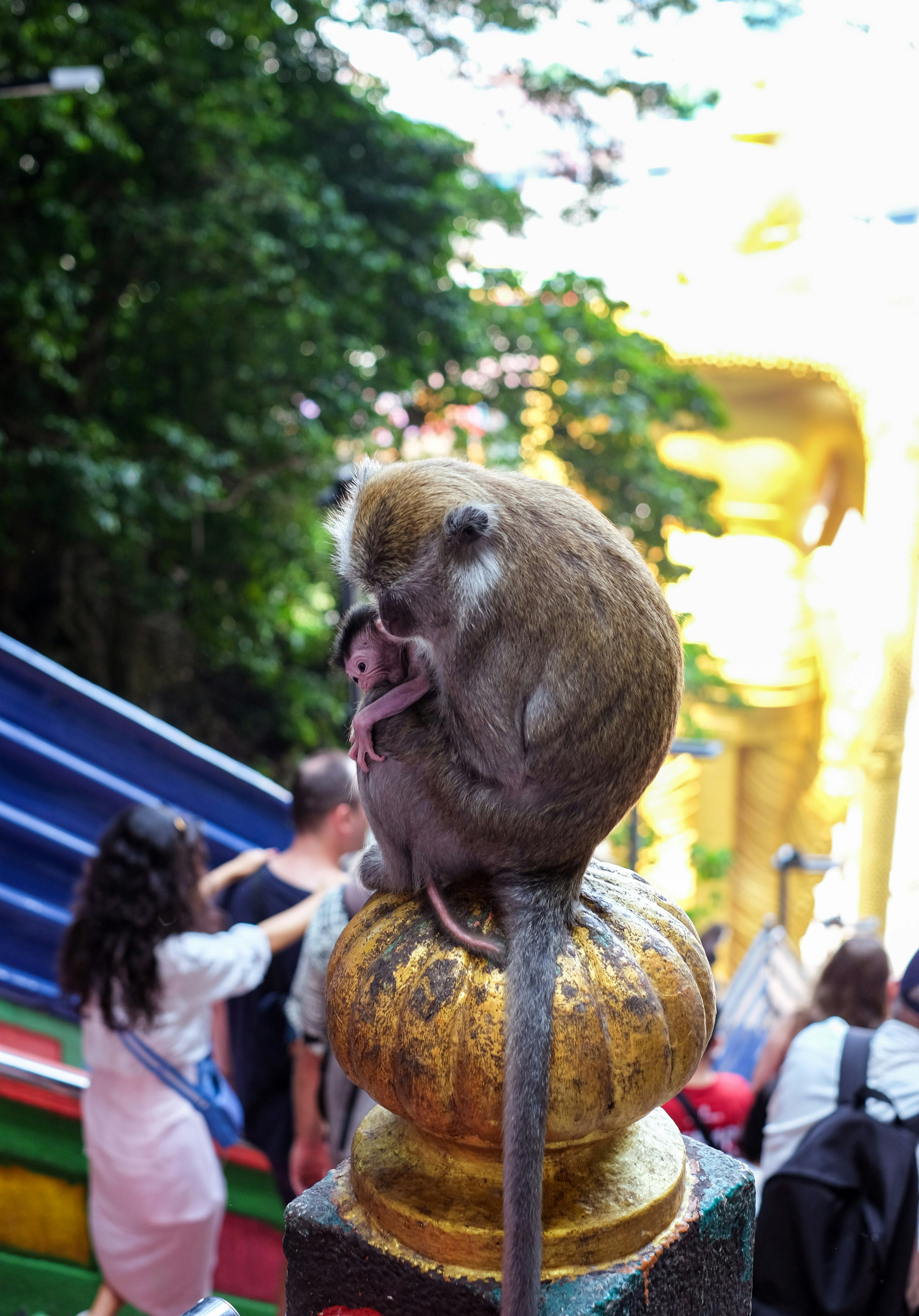 Primates on a Golden Post: A Sitting Monkey in a Bustling Plaza