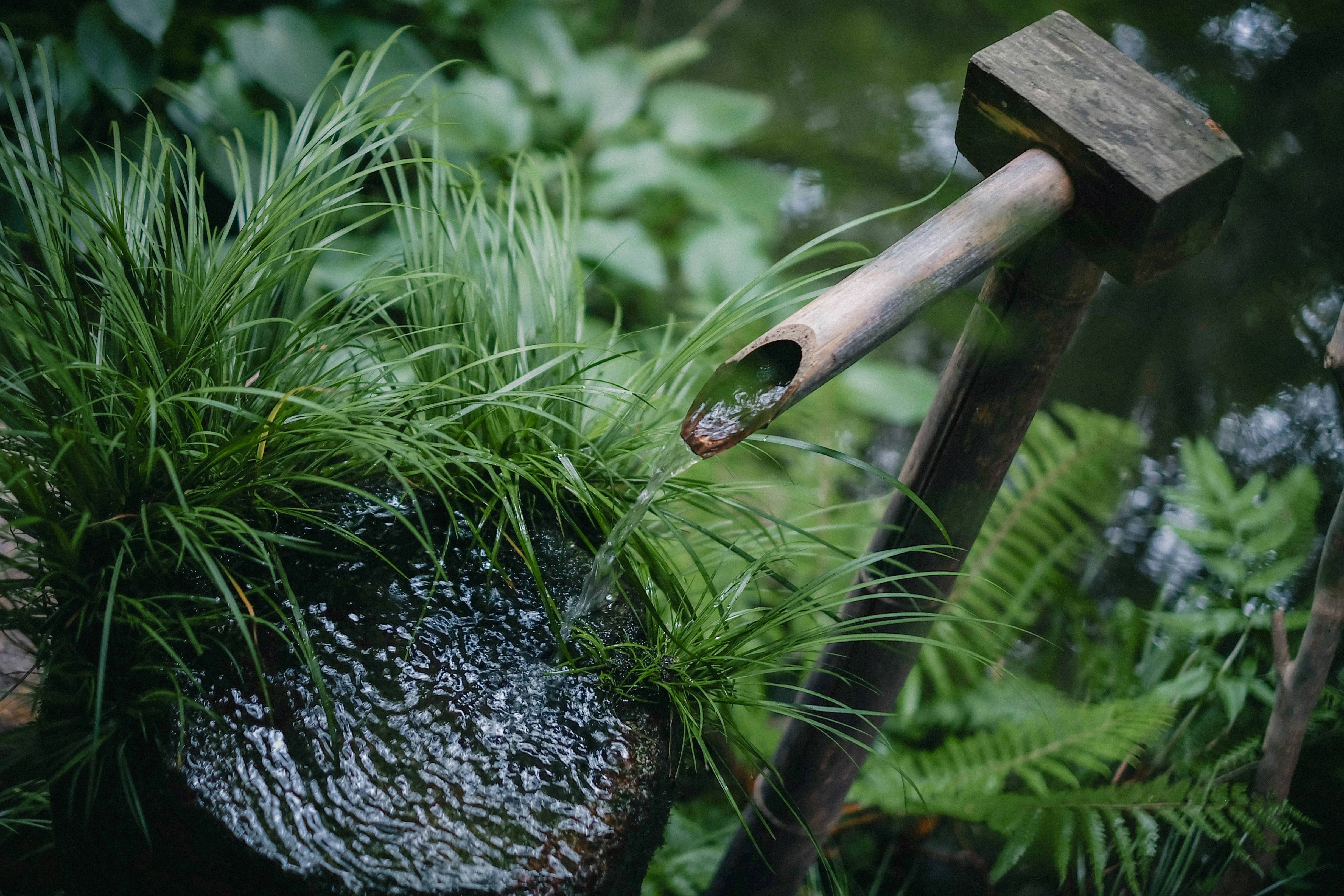 Aged wooden scoop resting above a rain-washed fern-filled trough