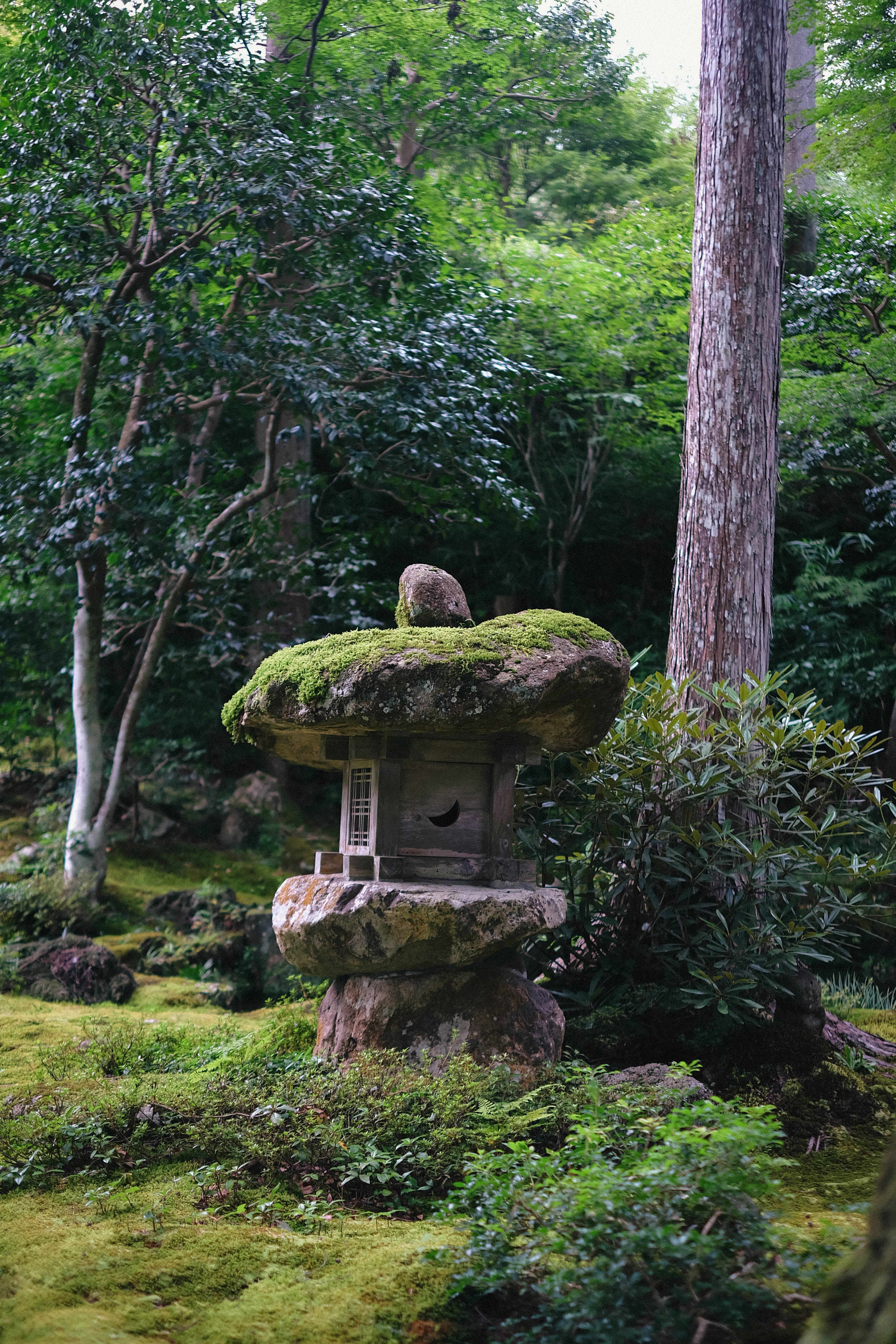 Moss-Capped Lantern Amid Quiet Green