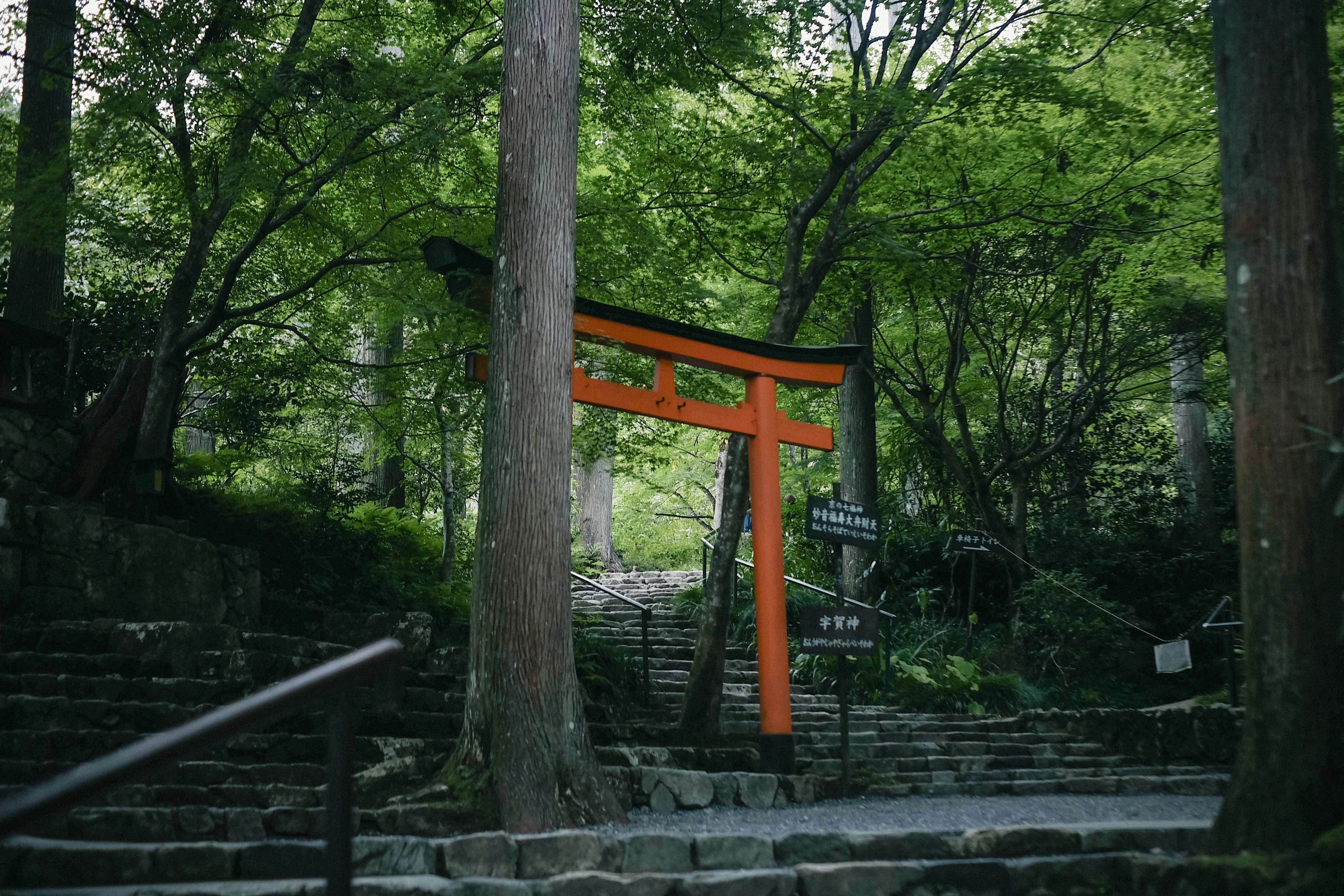 Red Torii Gate Framed by Forest Steps